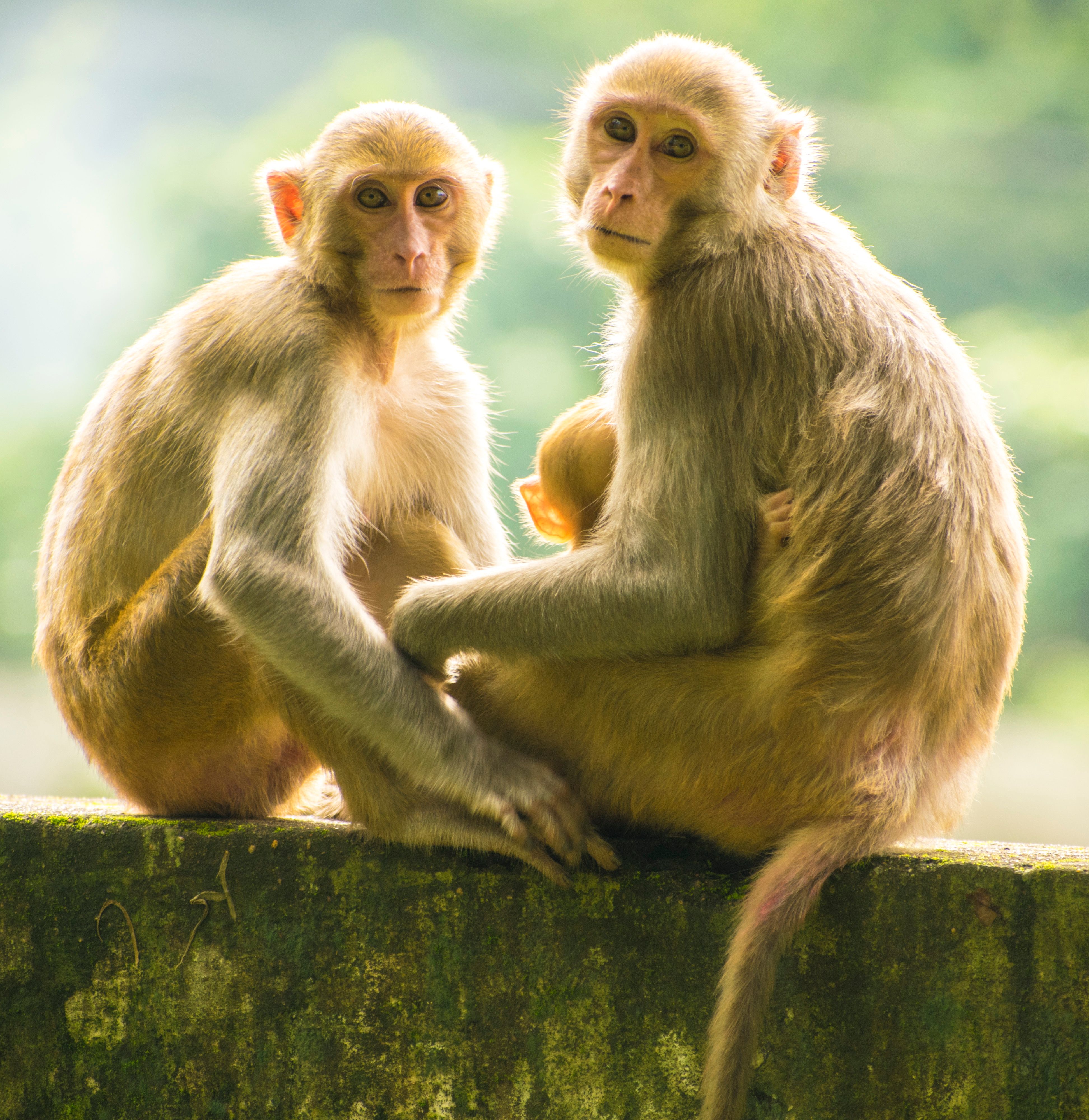 The Unforgettable Saga: What Really Happened When Monkeys Escaped on a ...