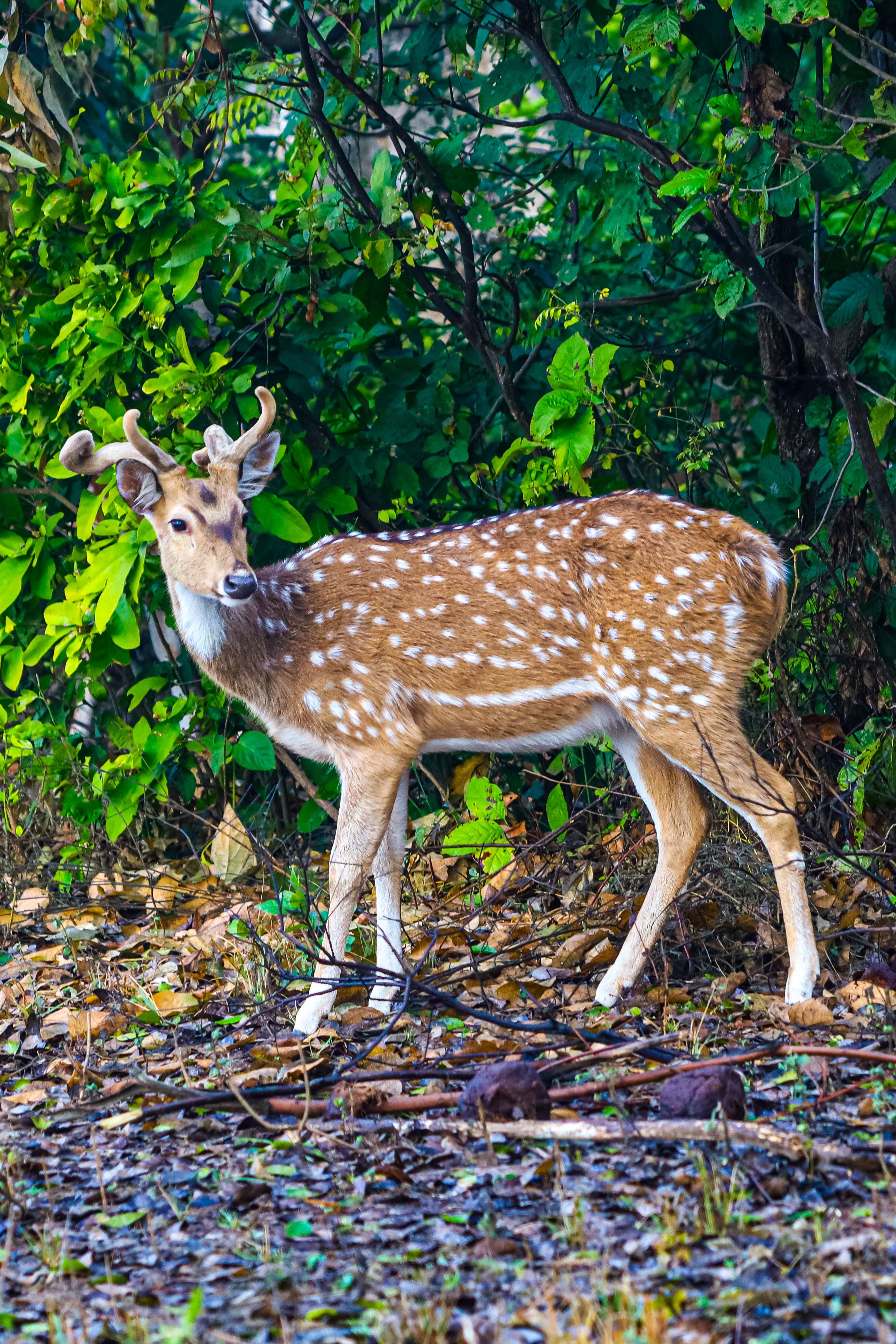 Chital Deer in Lush Forest Clearing · Free Stock Photo