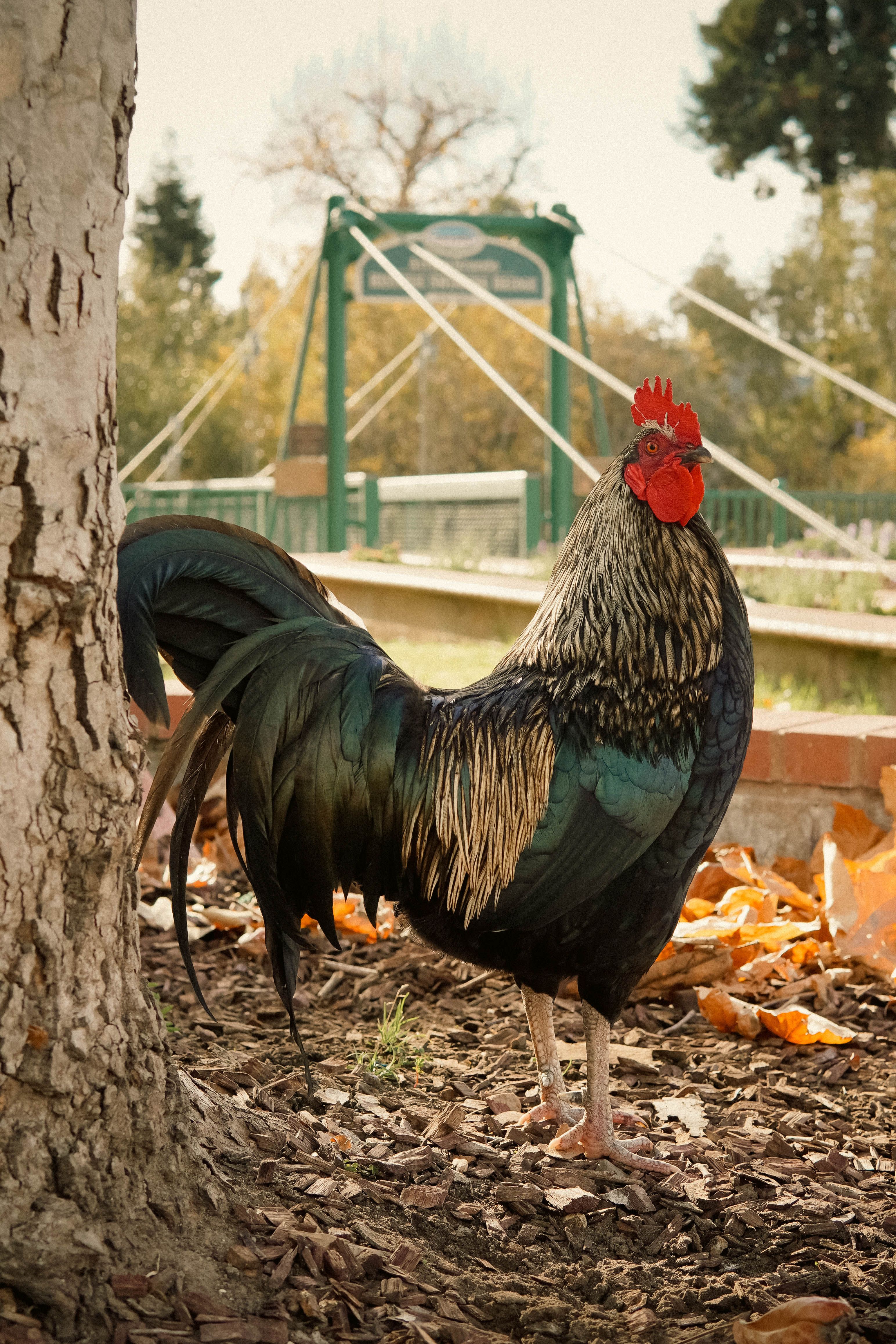 Majestic Rooster by Rustic Bridge in Autumn · Free Stock Photo