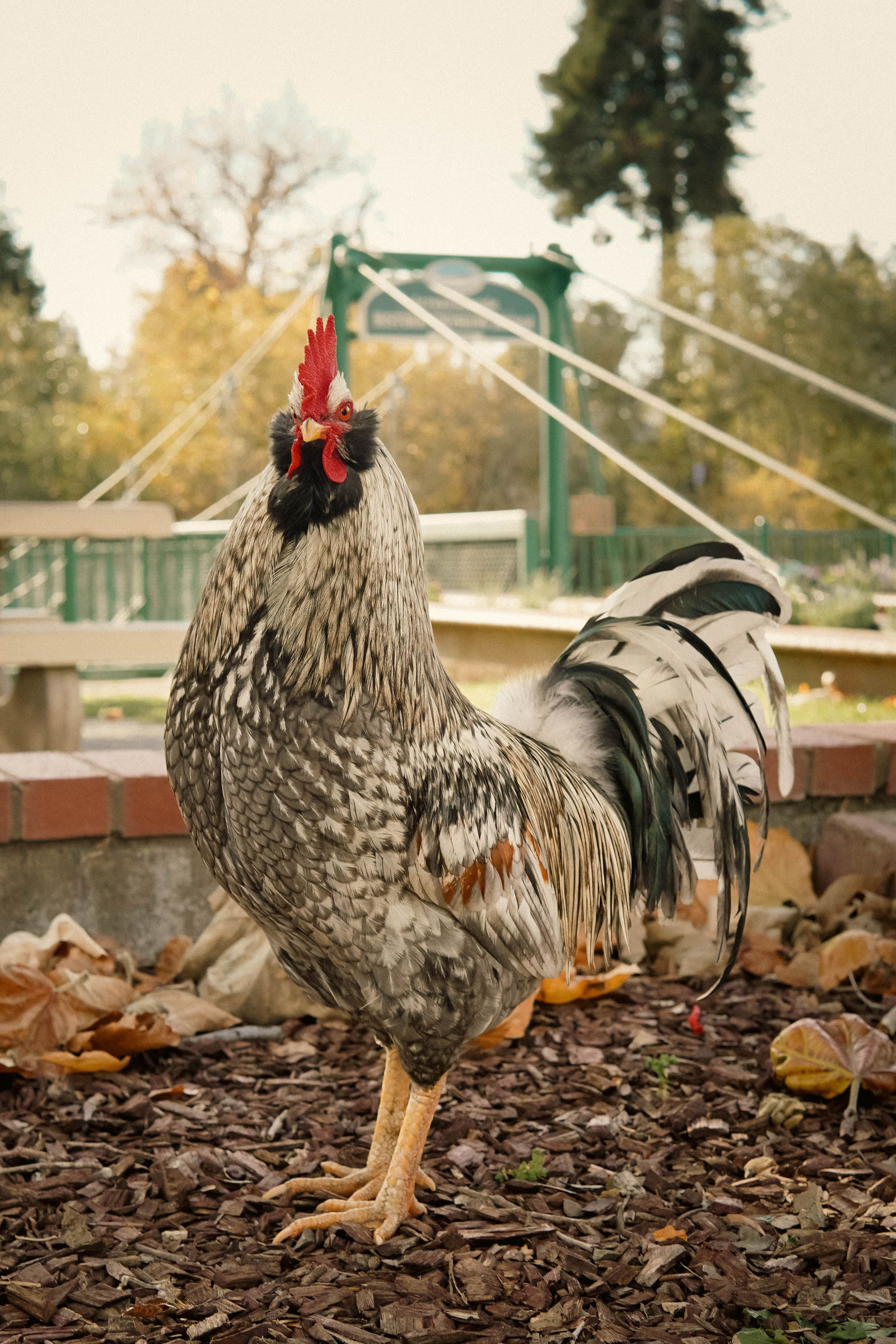Majestic Rooster in a Picturesque Park Setting · Free Stock Photo