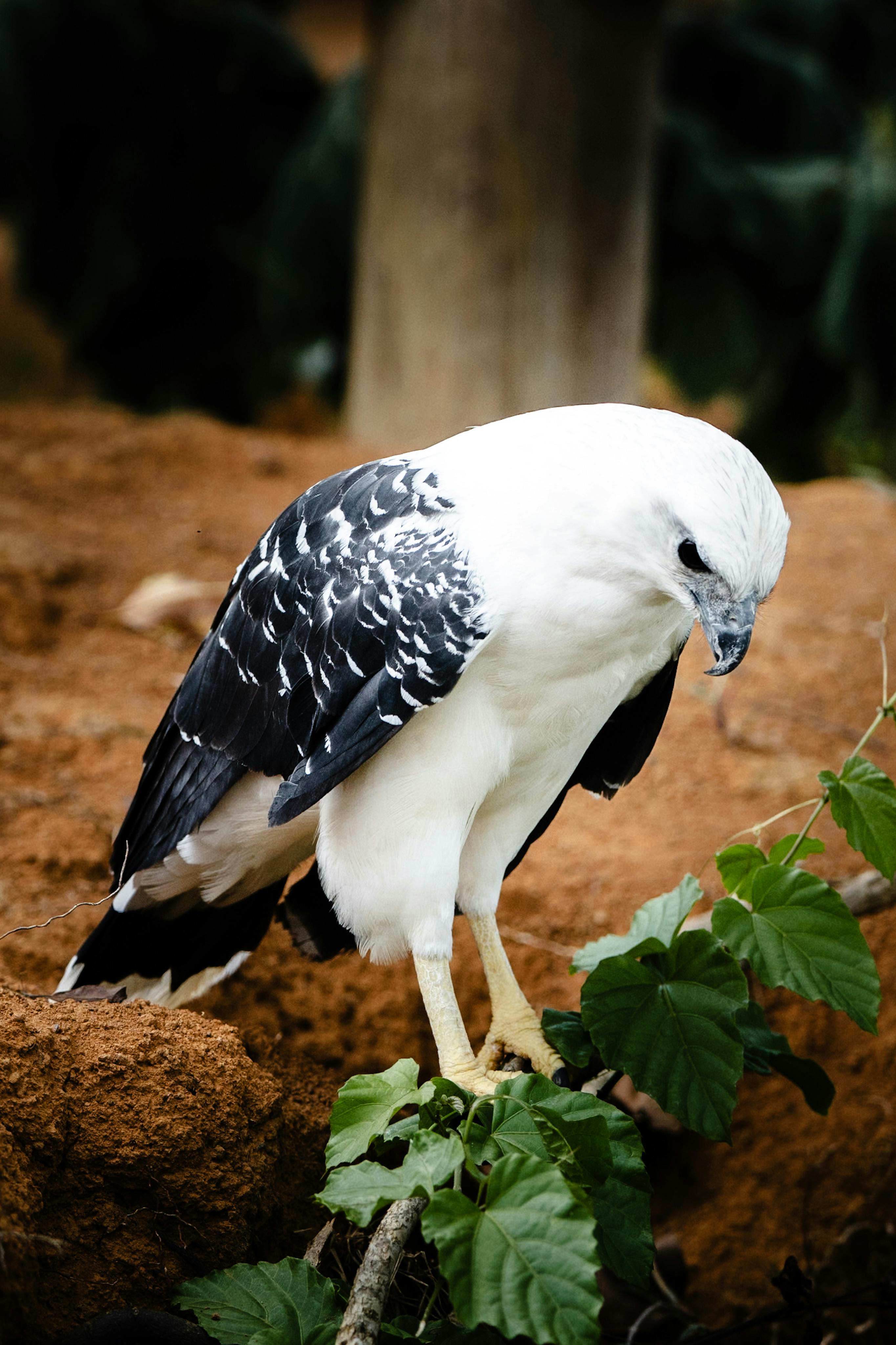 Black-and-white Hawk Eagle Perched on Branch · Free Stock Photo