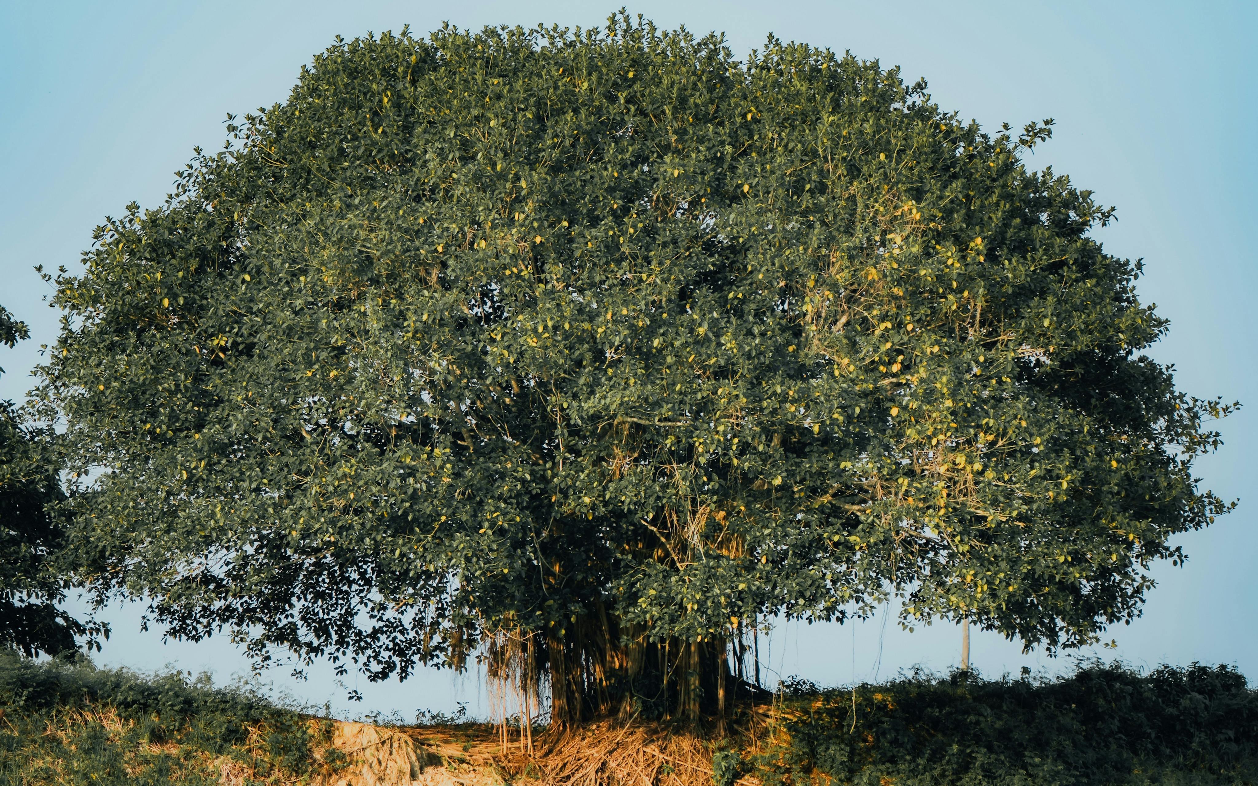 Majestic Banyan Tree in Sunlit Landscape · Free Stock Photo