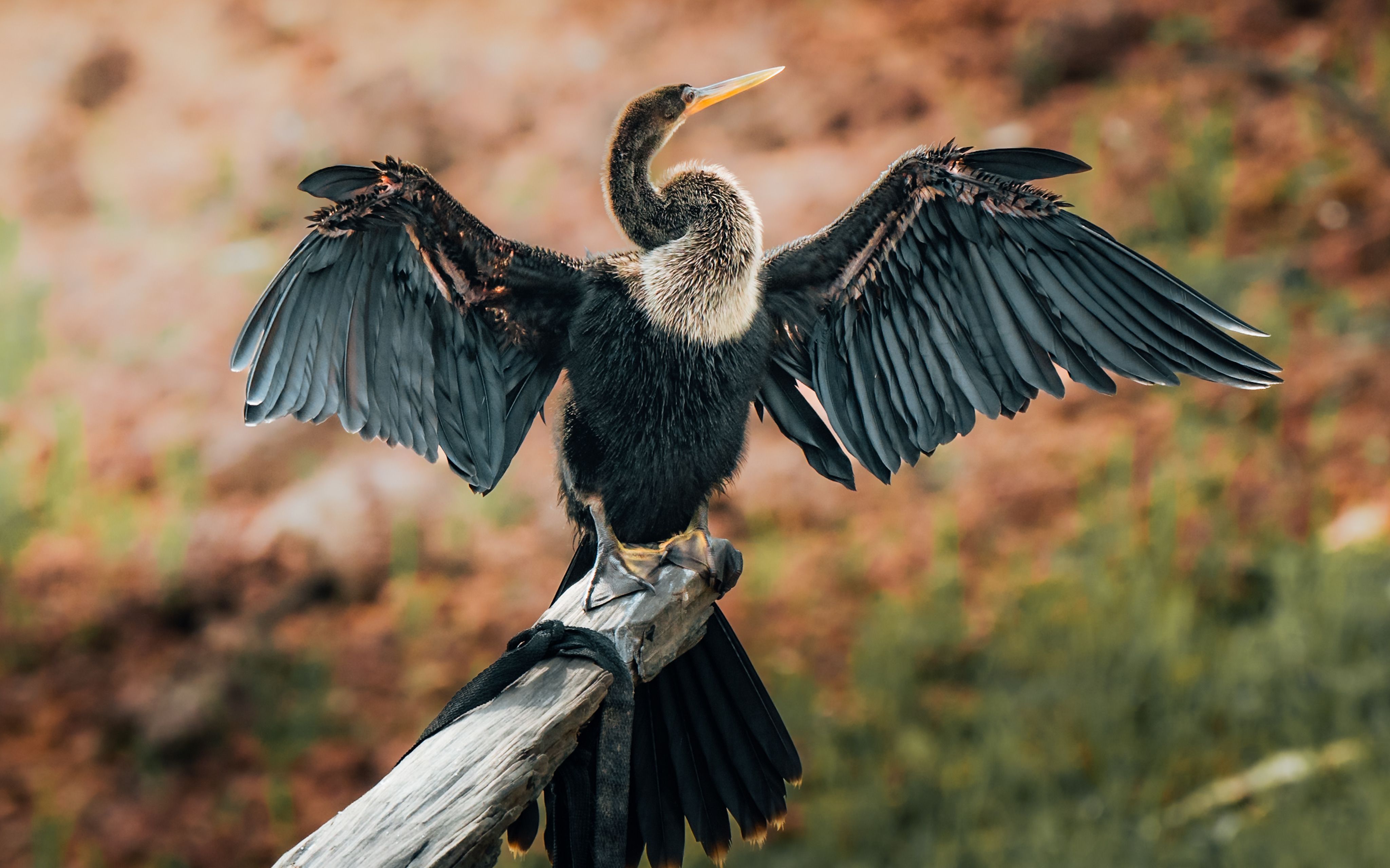 Anhinga Bird Drying Wings on Tree Branch · Free Stock Photo