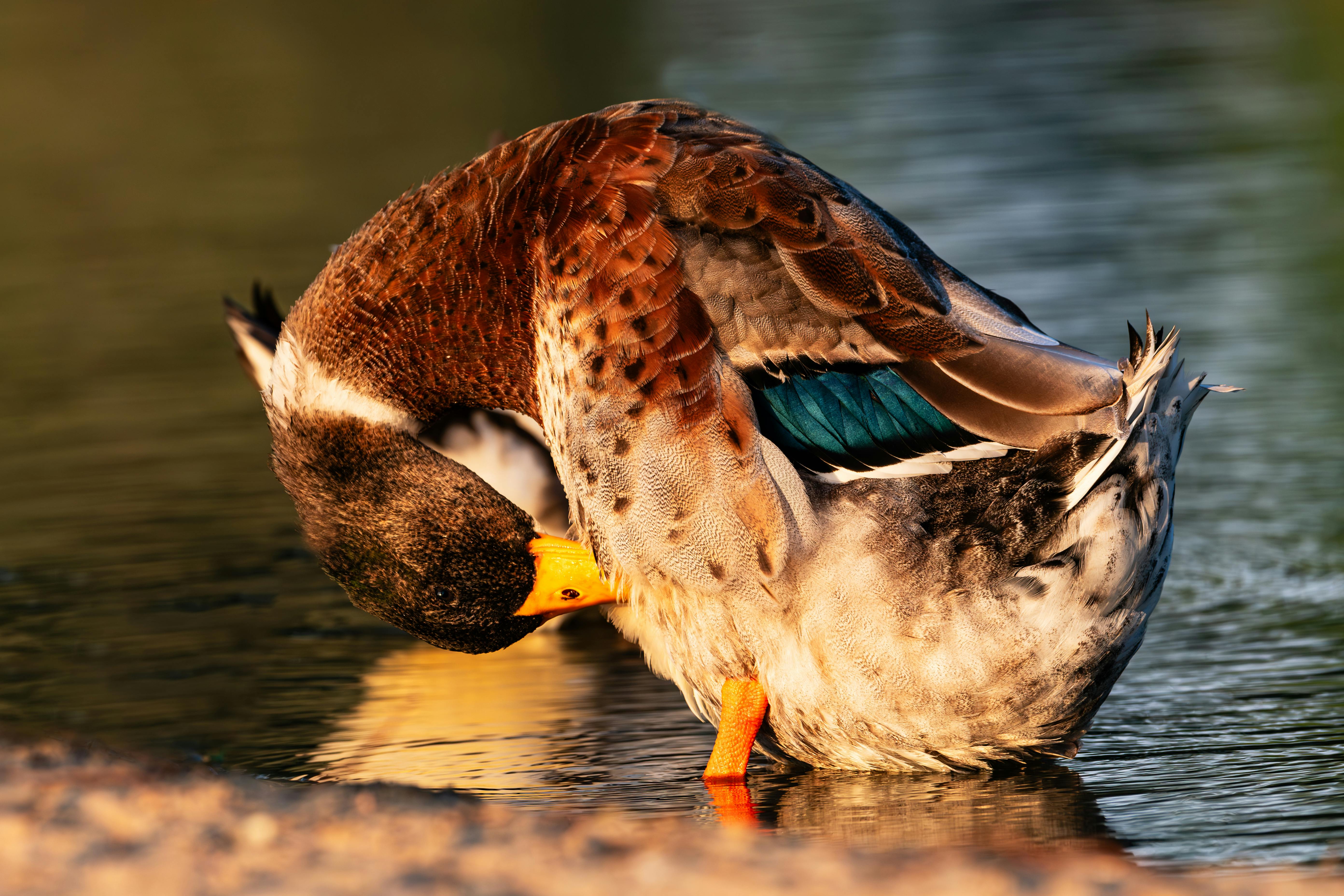 Mallard Duck Preening by a Serene Lake · Free Stock Photo