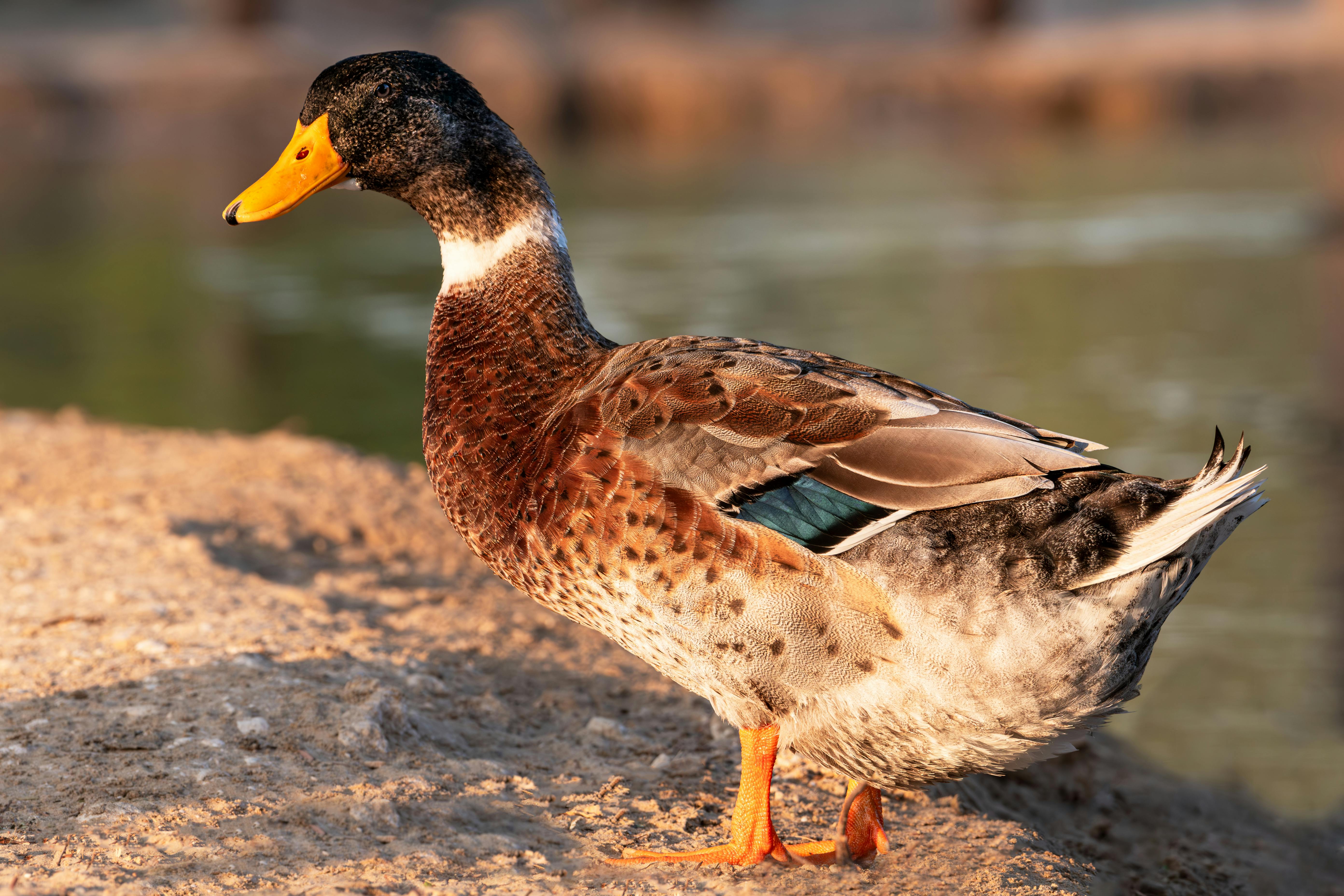 Mallard Side Profile Photos, Download The BEST Free Mallard Side ...