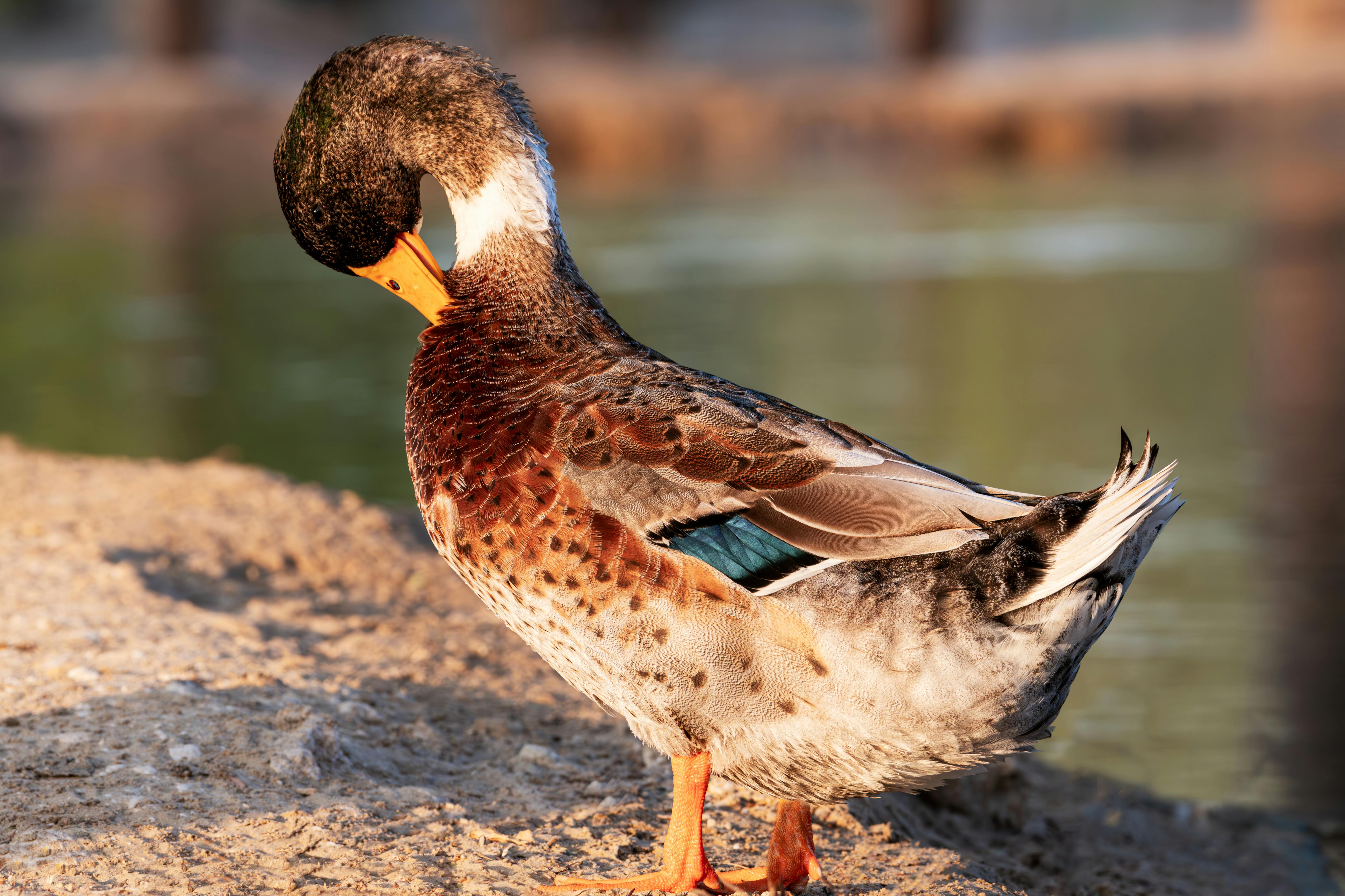 Gray Mallard Ducks · Free Stock Photo