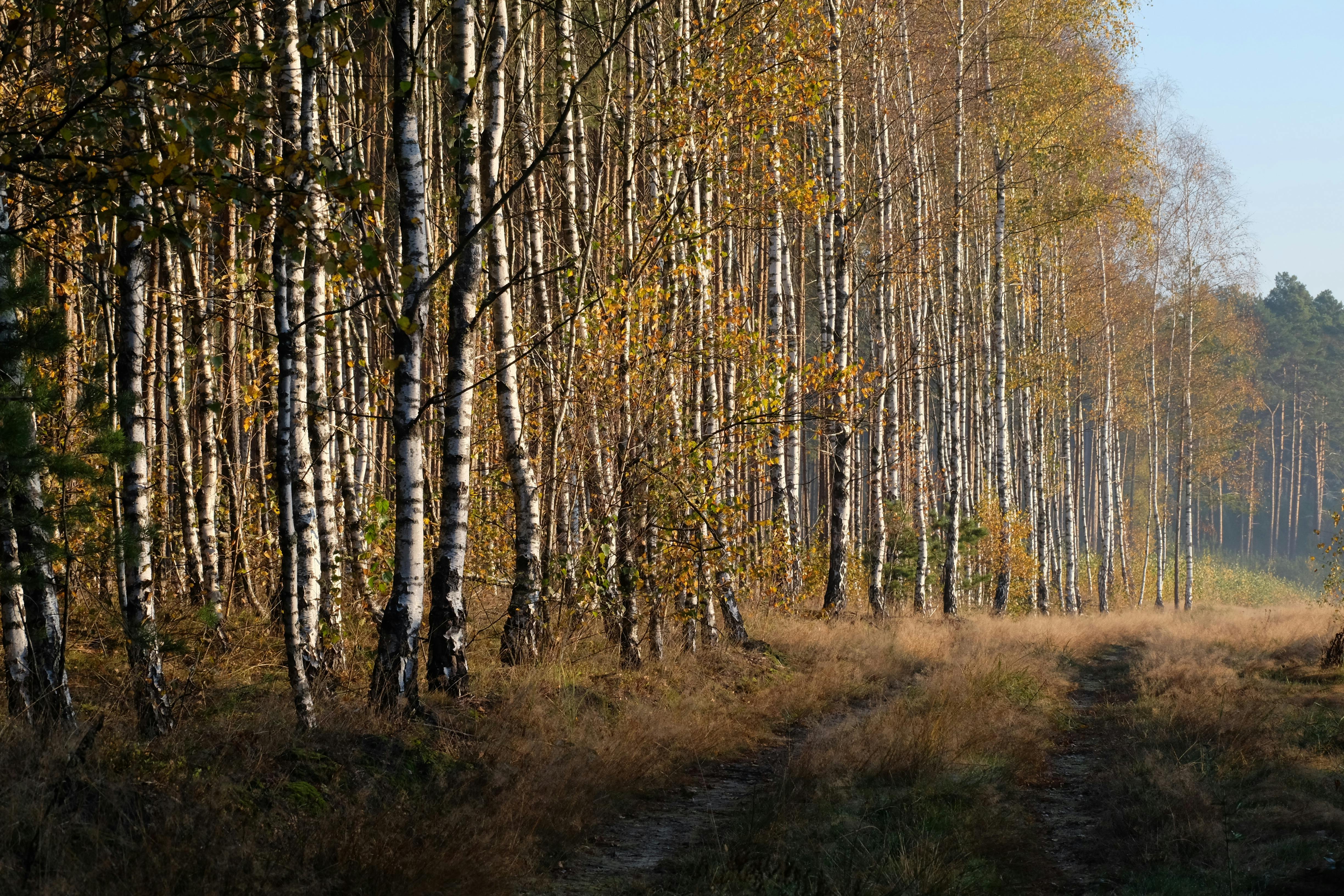Serene Autumn Birch Forest Pathway Scene · Free Stock Photo