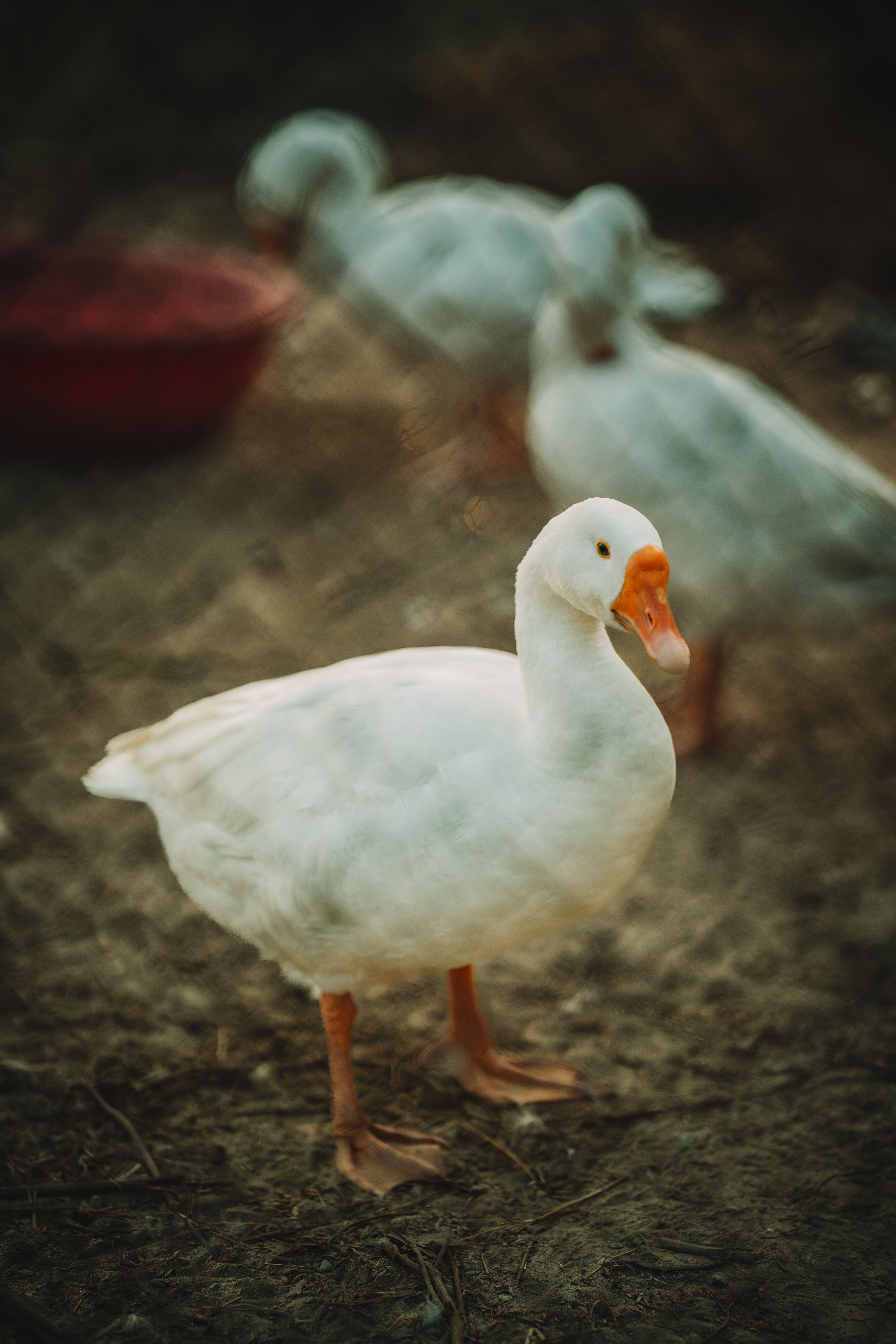 Ganso Blanco En Faridpur, Bangladesh Campo · Foto de stock gratuita