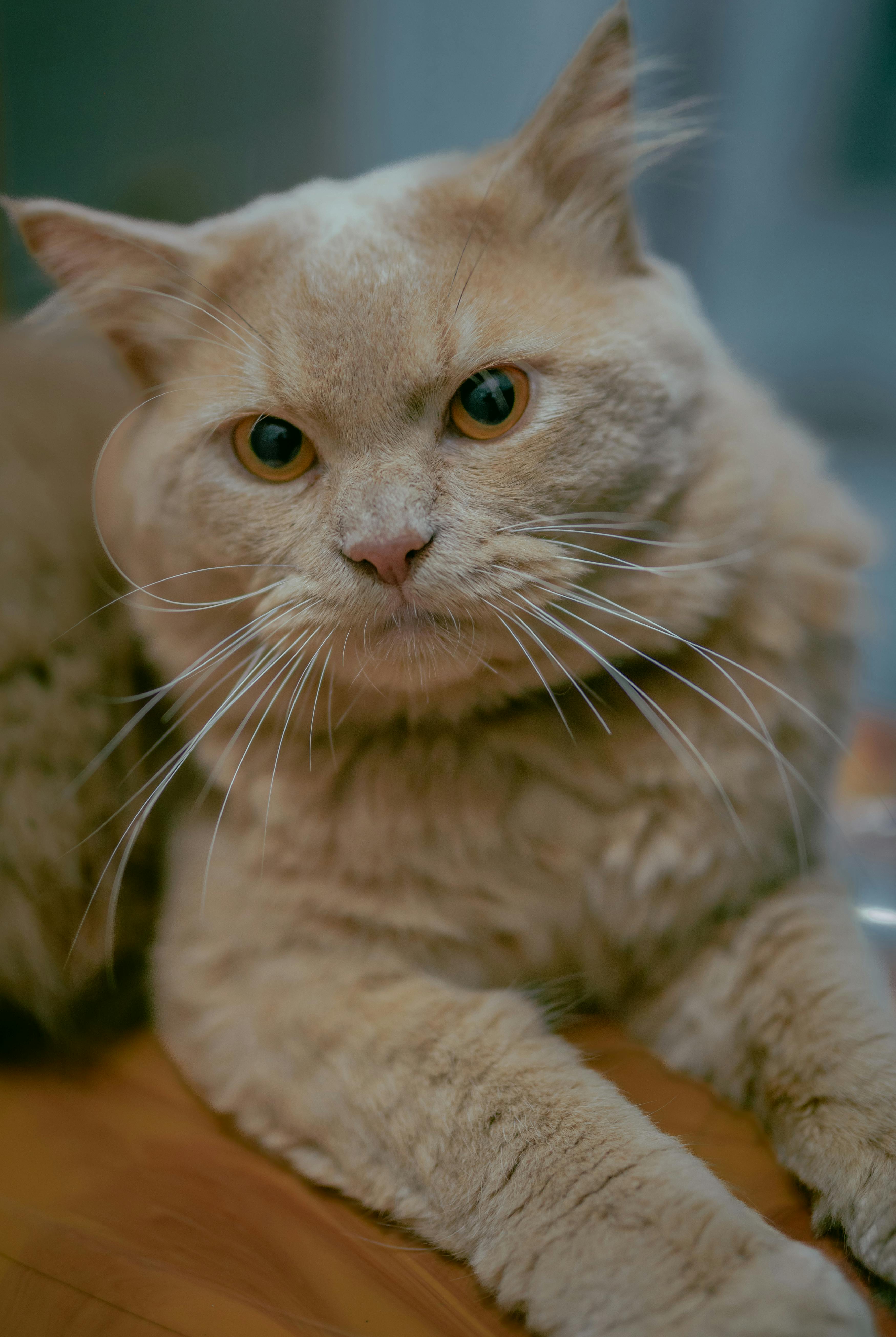 Gato Beige Mullido Con Ojos Amarillos · Foto de stock gratuita