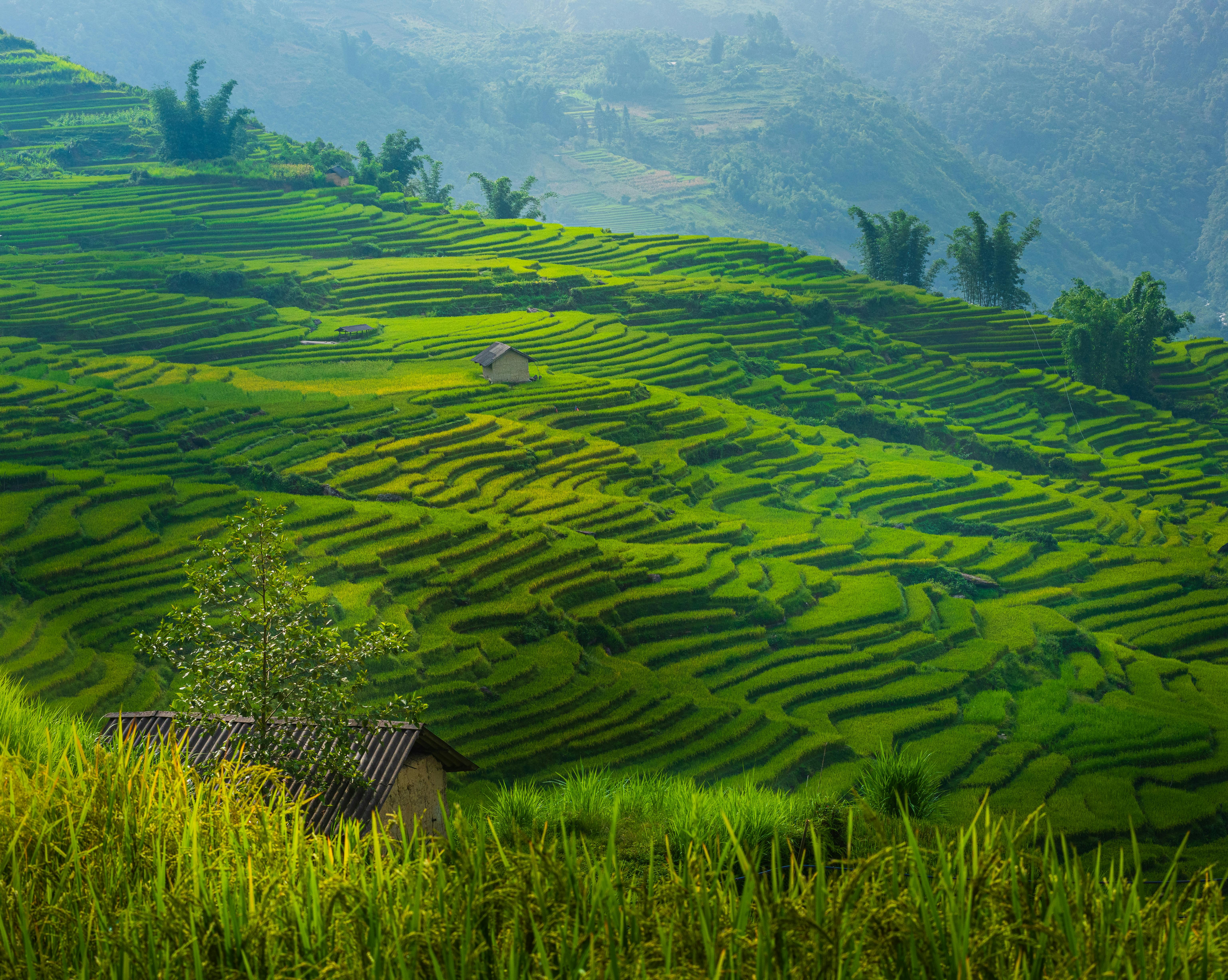 Green Rice Field · Free Stock Photo