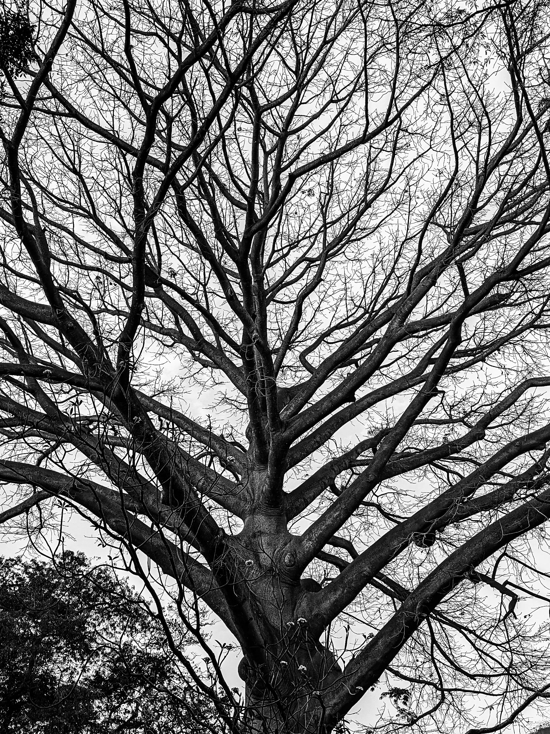 Dramatic Silhouette of Leafless Tree in Black and White · Free Stock Photo