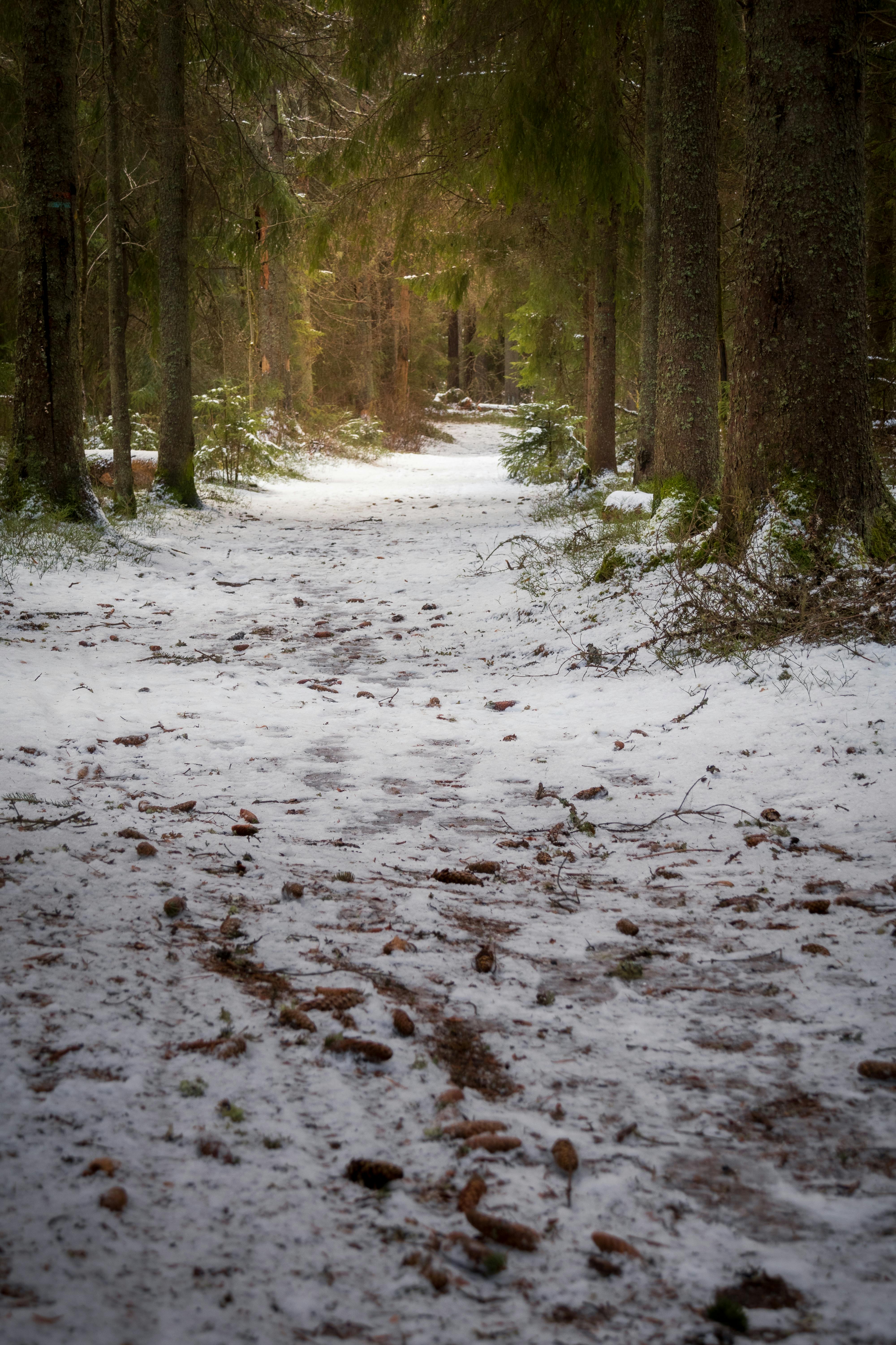 Serene Snowy Forest Path in Winter · Free Stock Photo