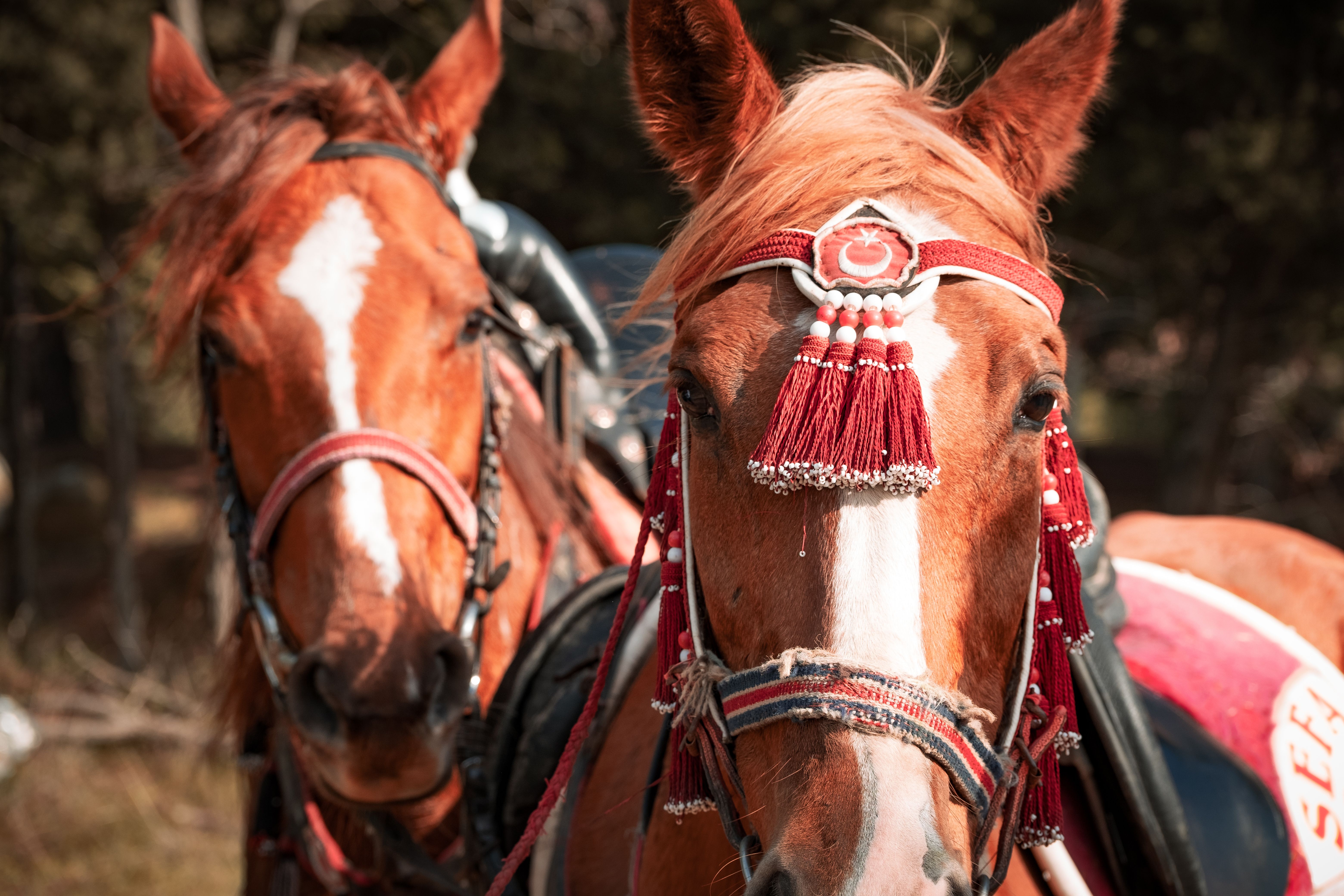 Decorated Bridle Photos, Download The BEST Free Decorated Bridle Stock ...