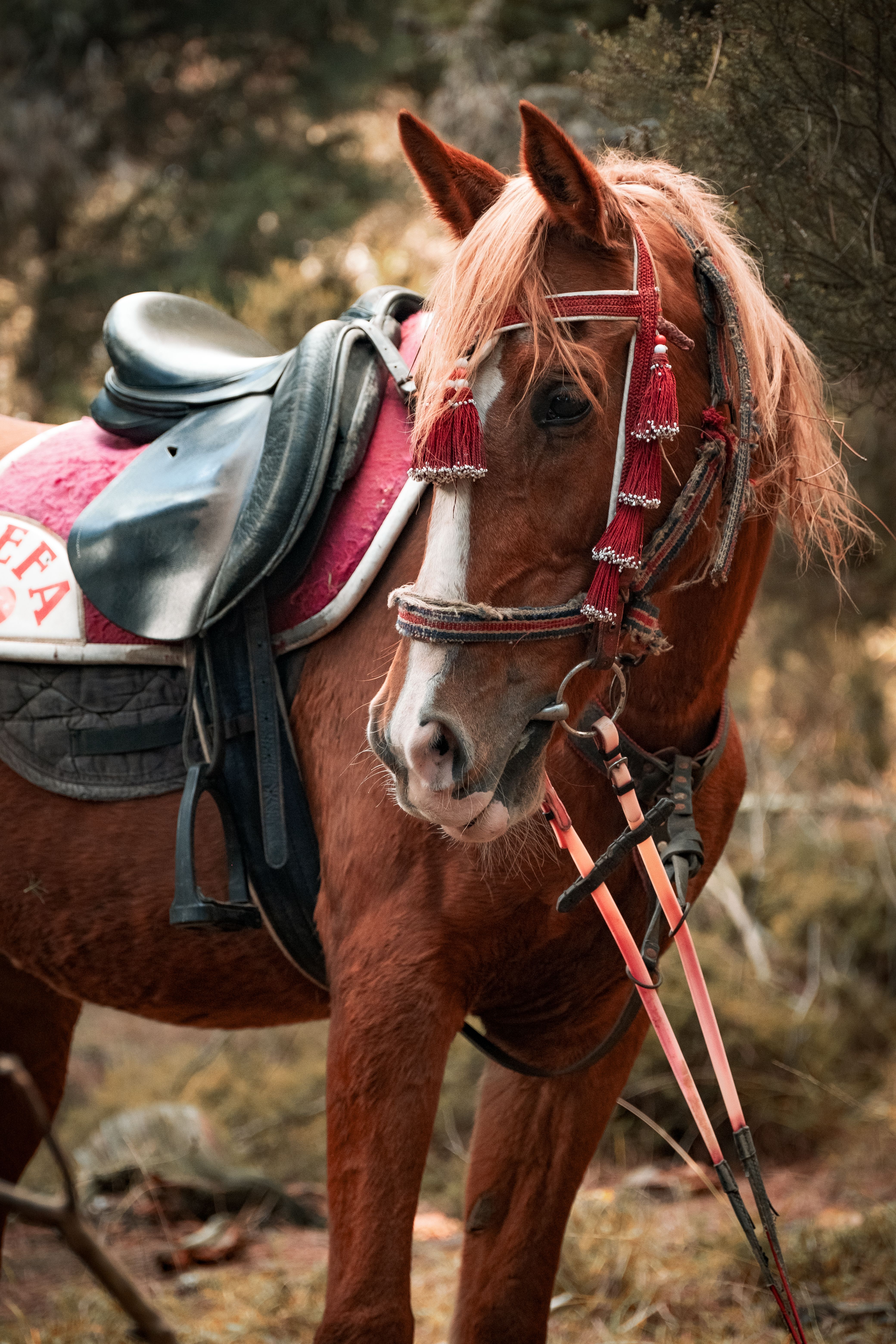 Beautiful Chestnut Horse with Tack Outdoors · Free Stock Photo