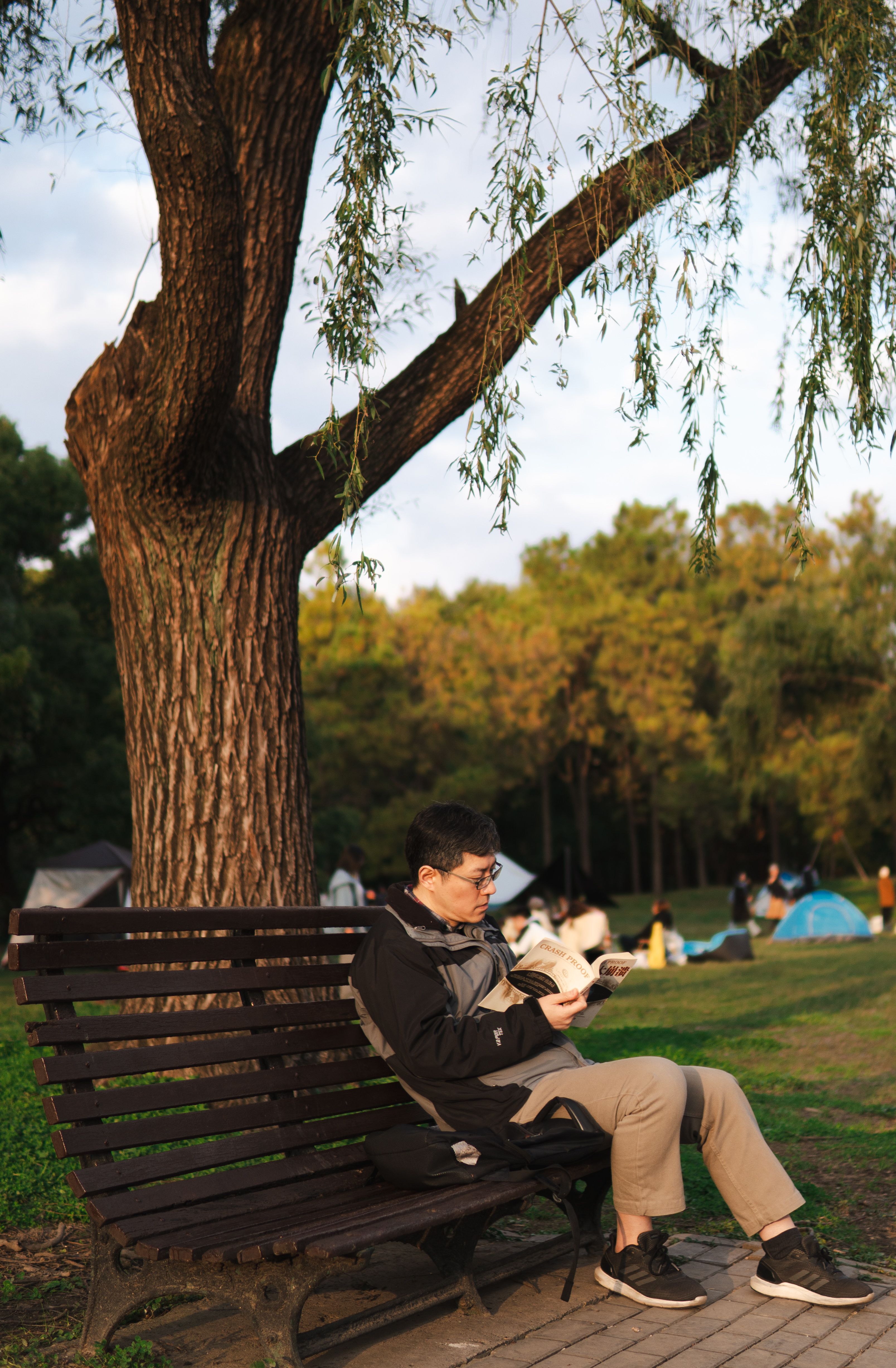 Man Reading Book on Park Bench Under Tree · Free Stock Photo
