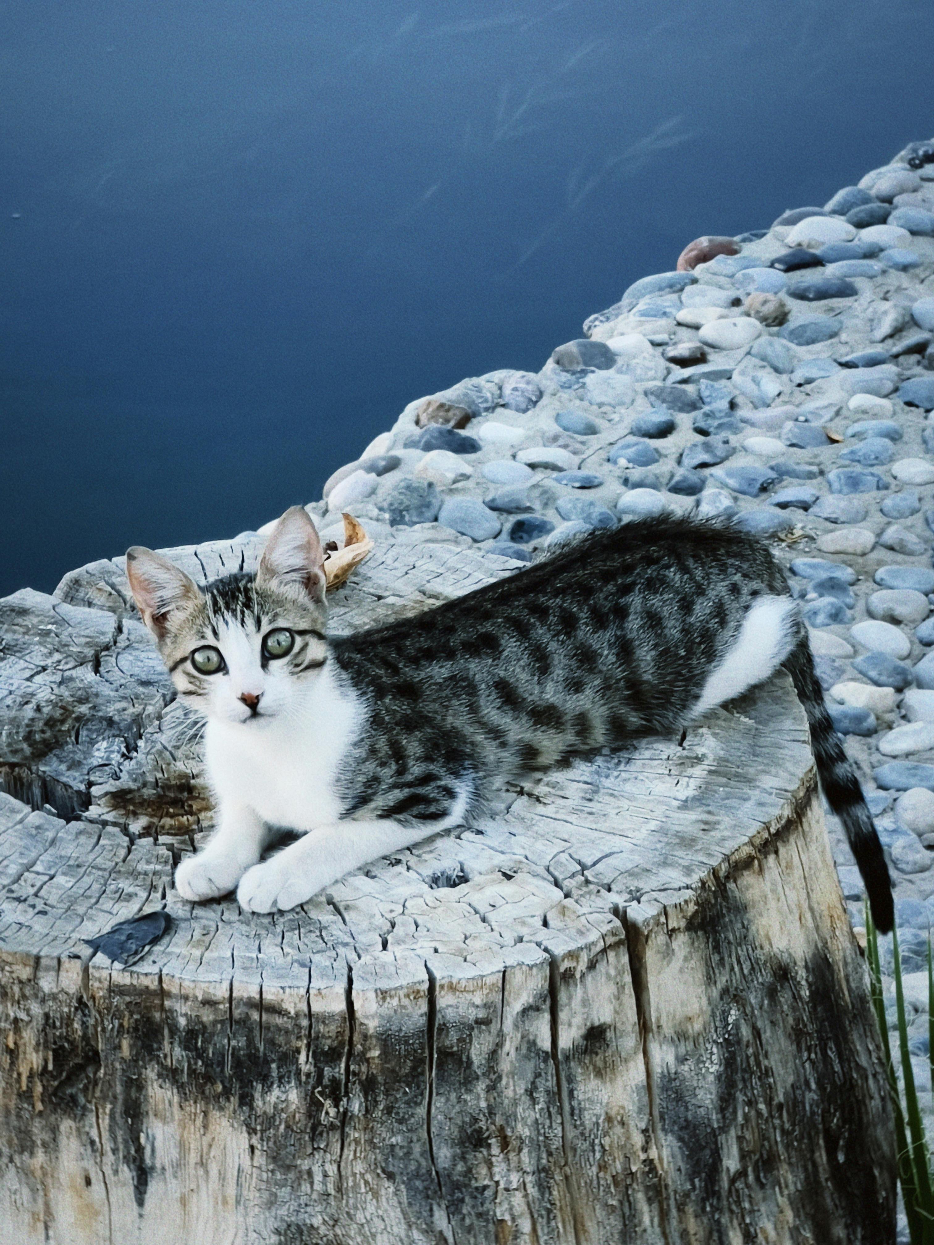 Playful Cat Resting on Tree Stump by Water · Free Stock Photo
