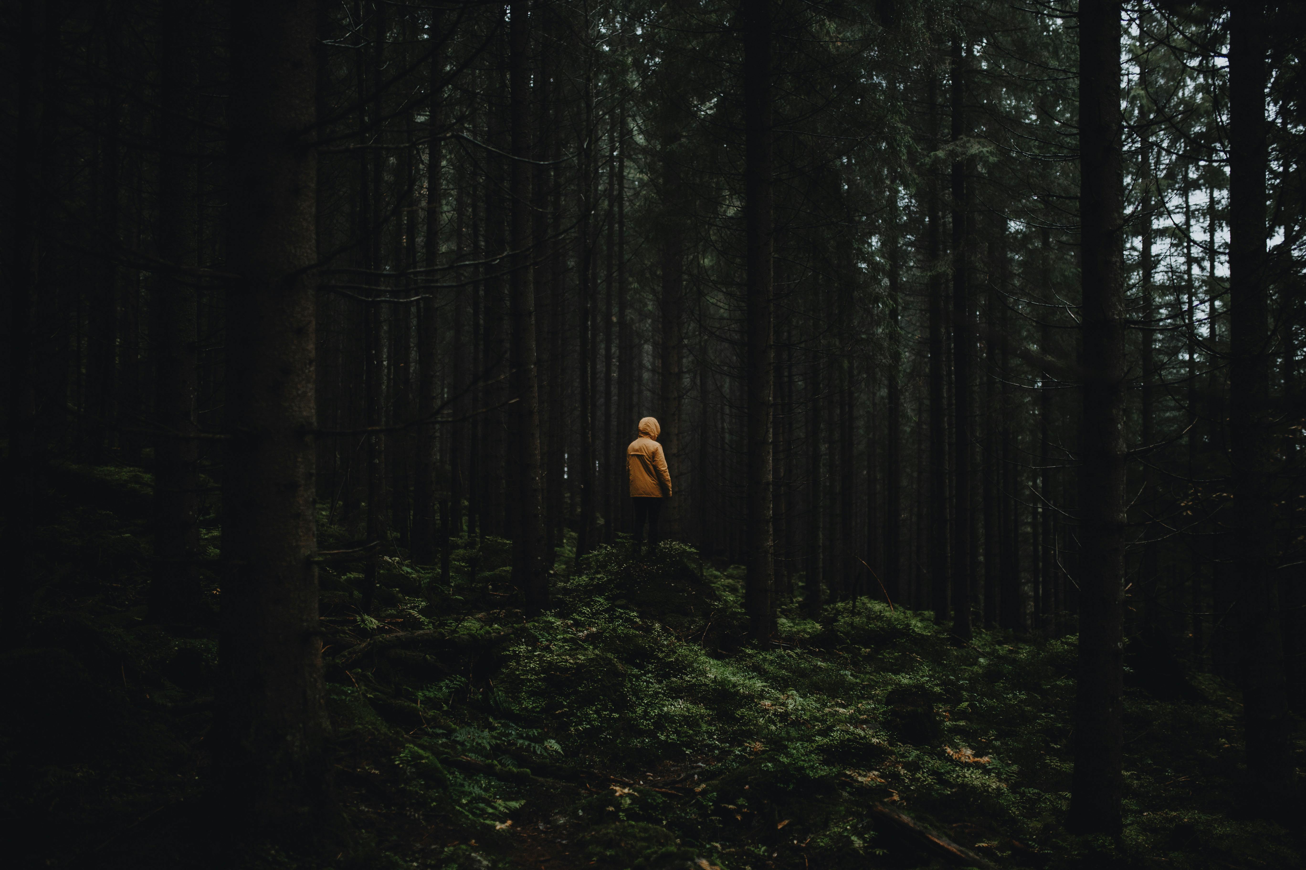 Las · Darmowe zdjęcie z galerii