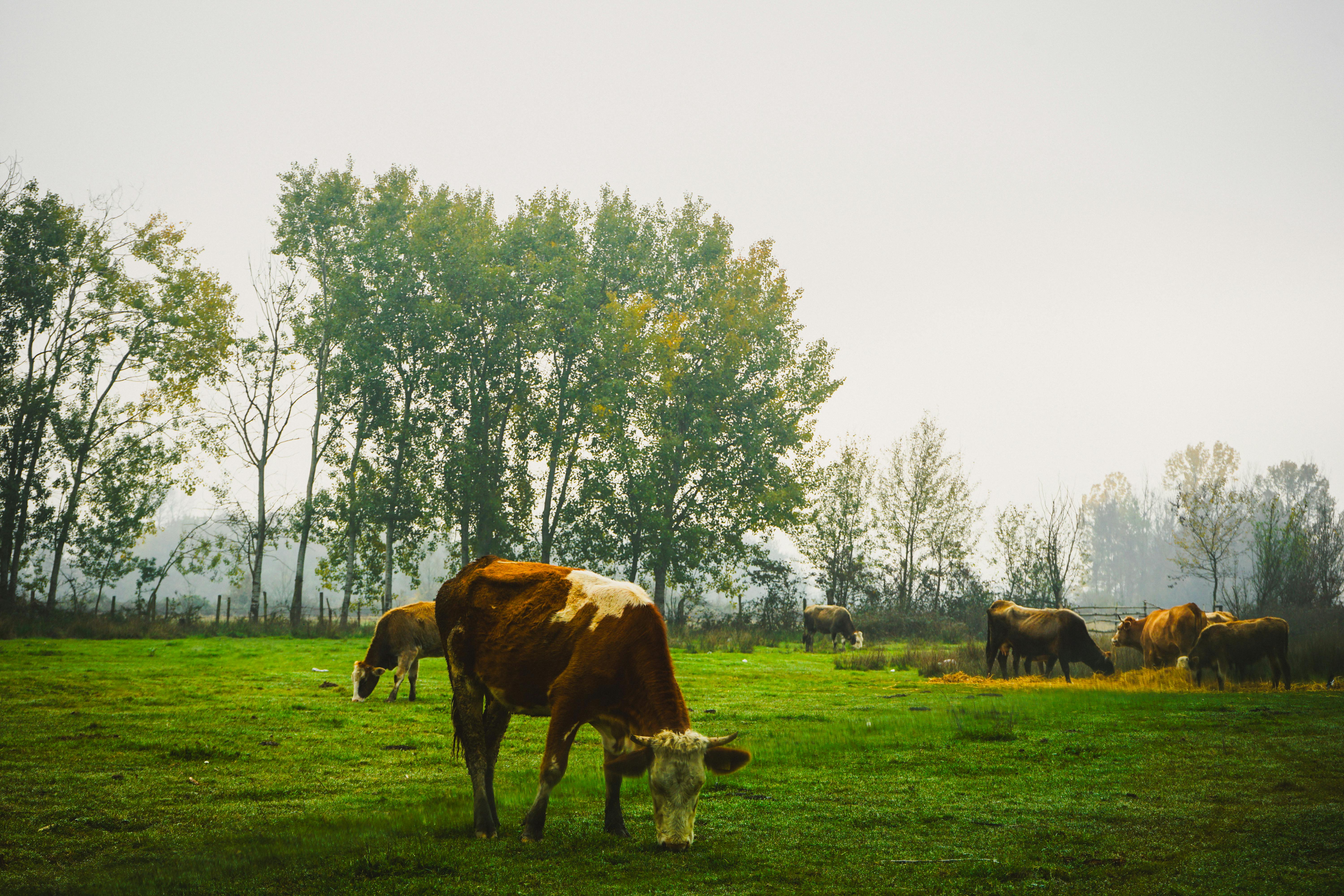 Cows Grazing Peacefully in Misty Pasture · Free Stock Photo