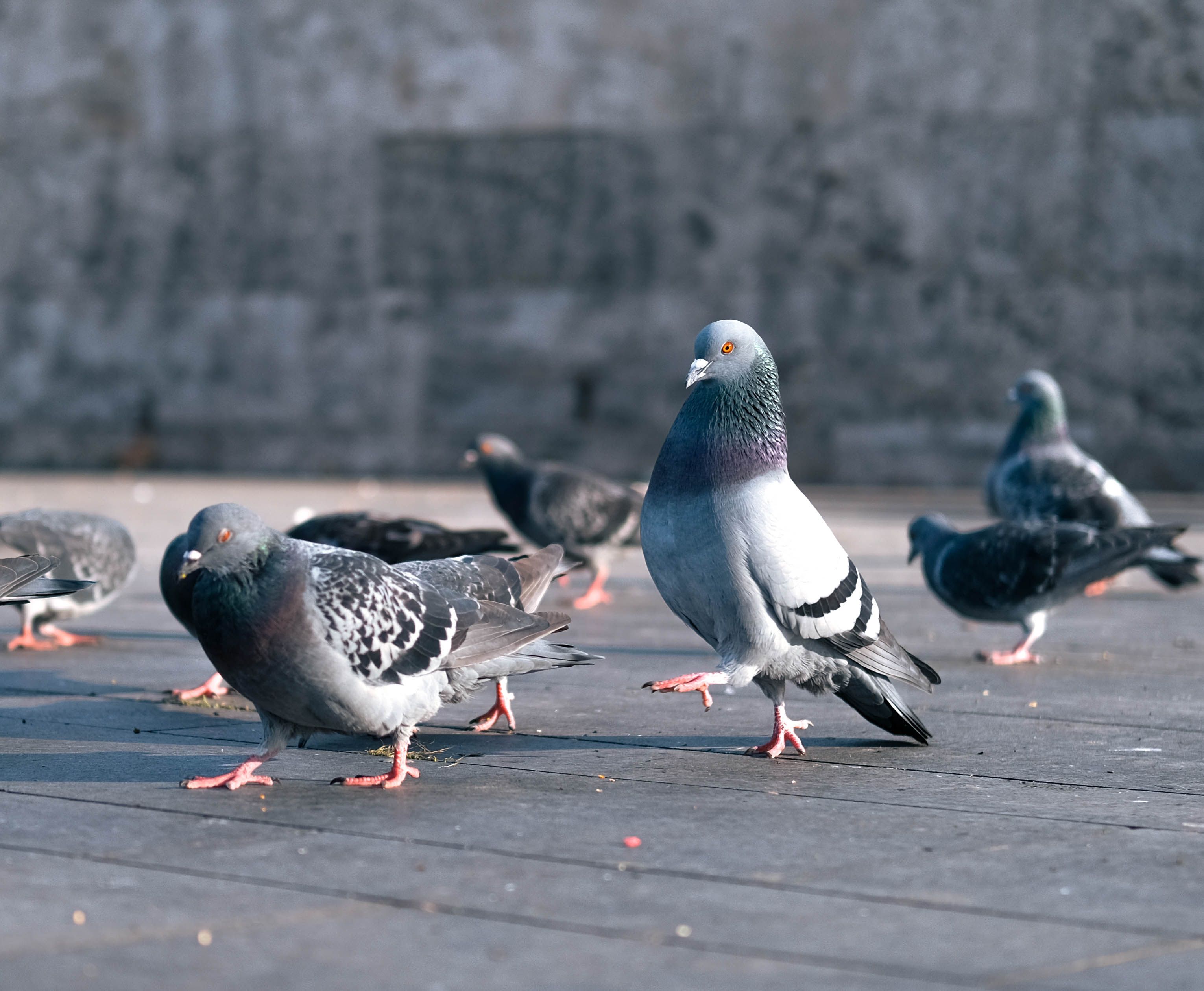 Pigeons Walking on Cobblestone Street · Free Stock Photo