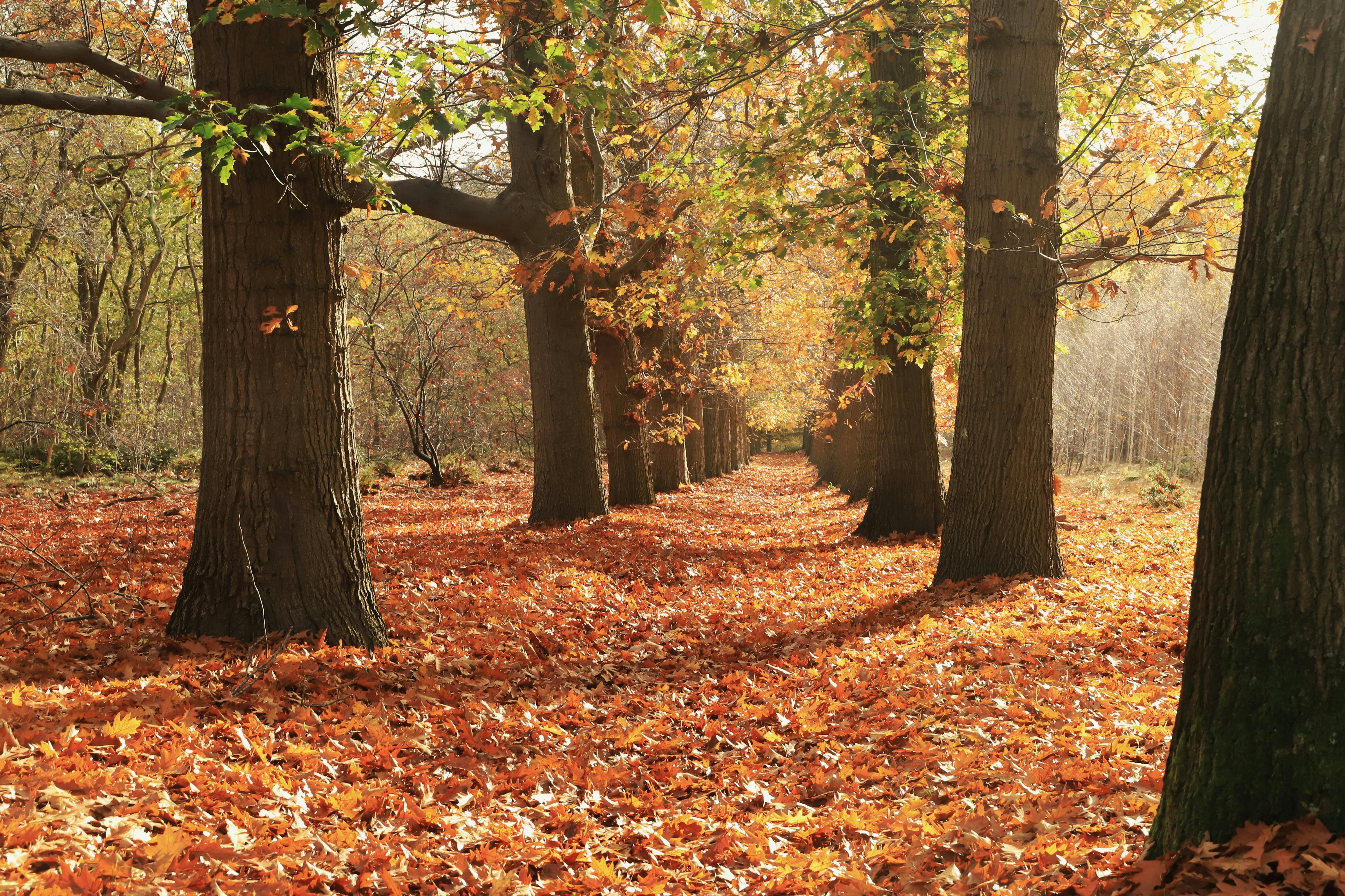 Majestic Autumn Pathway Through Oak Tree Forest · Free Stock Photo