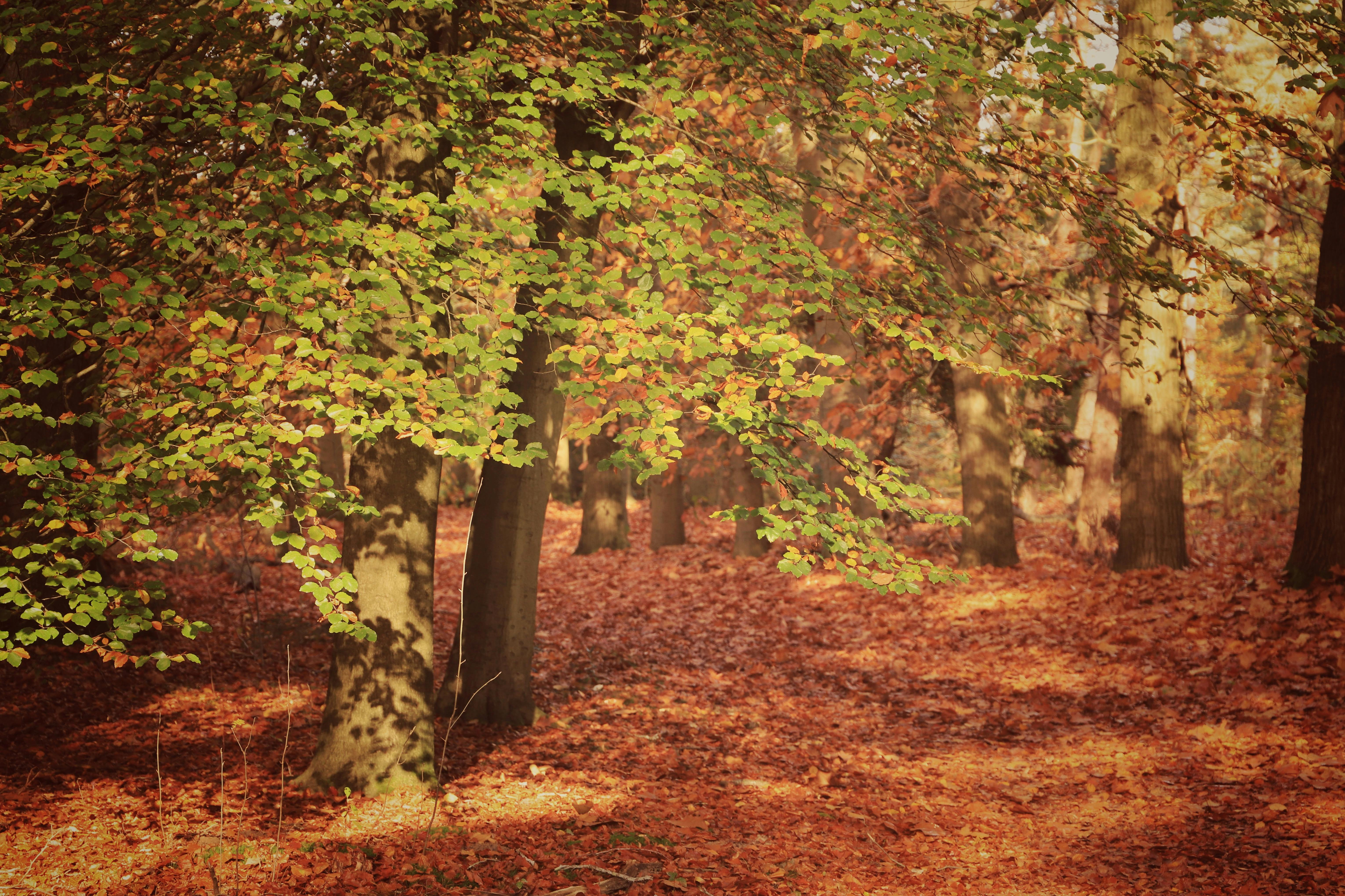 Penelope Thomas - 写真