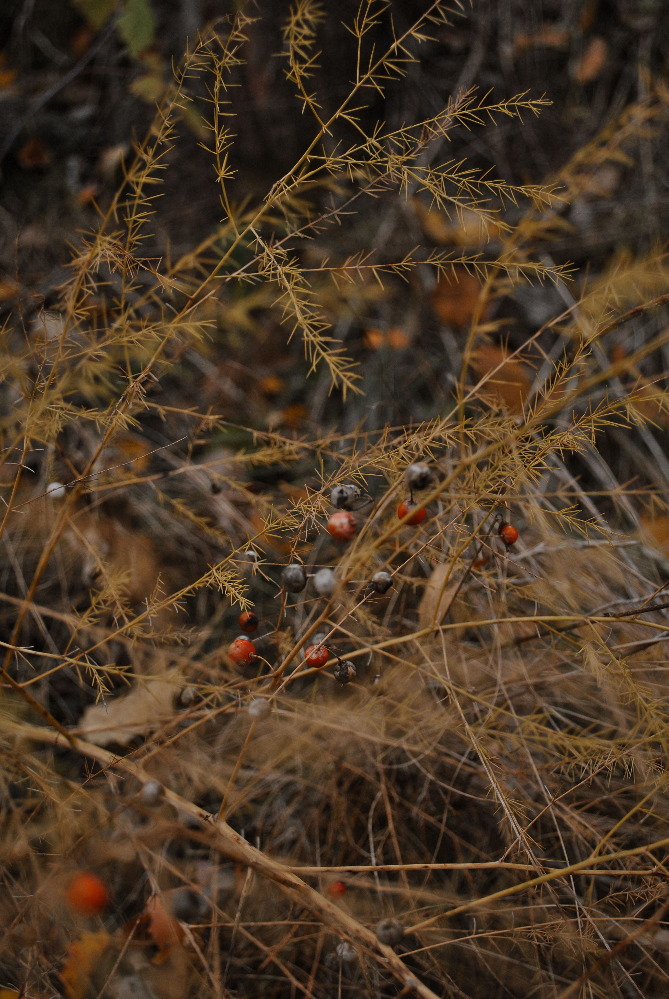 Autumn Dry Grass with Red Berries Closeup · Free Stock Photo