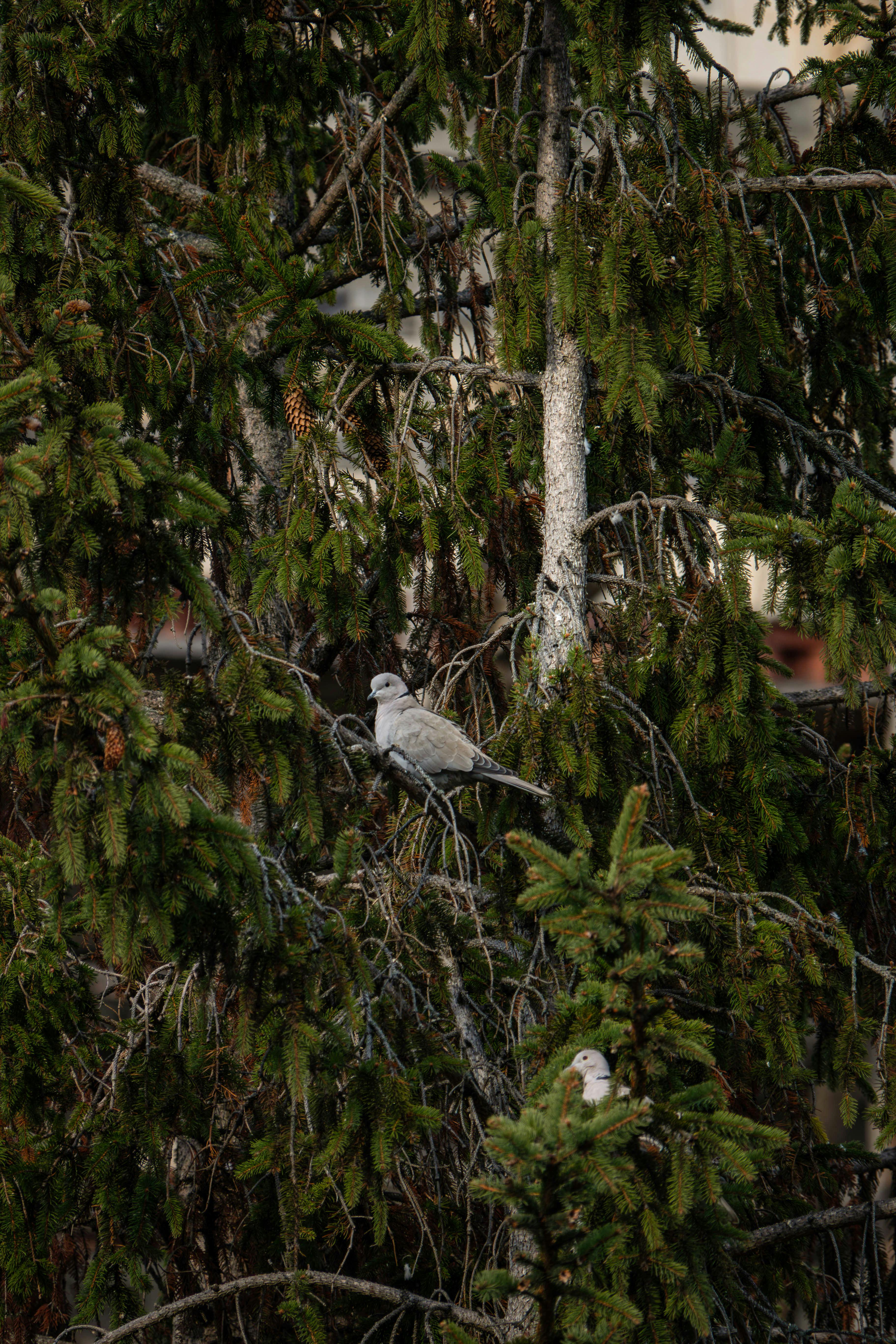 Two Doves Resting in Dense Evergreen Trees · Free Stock Photo