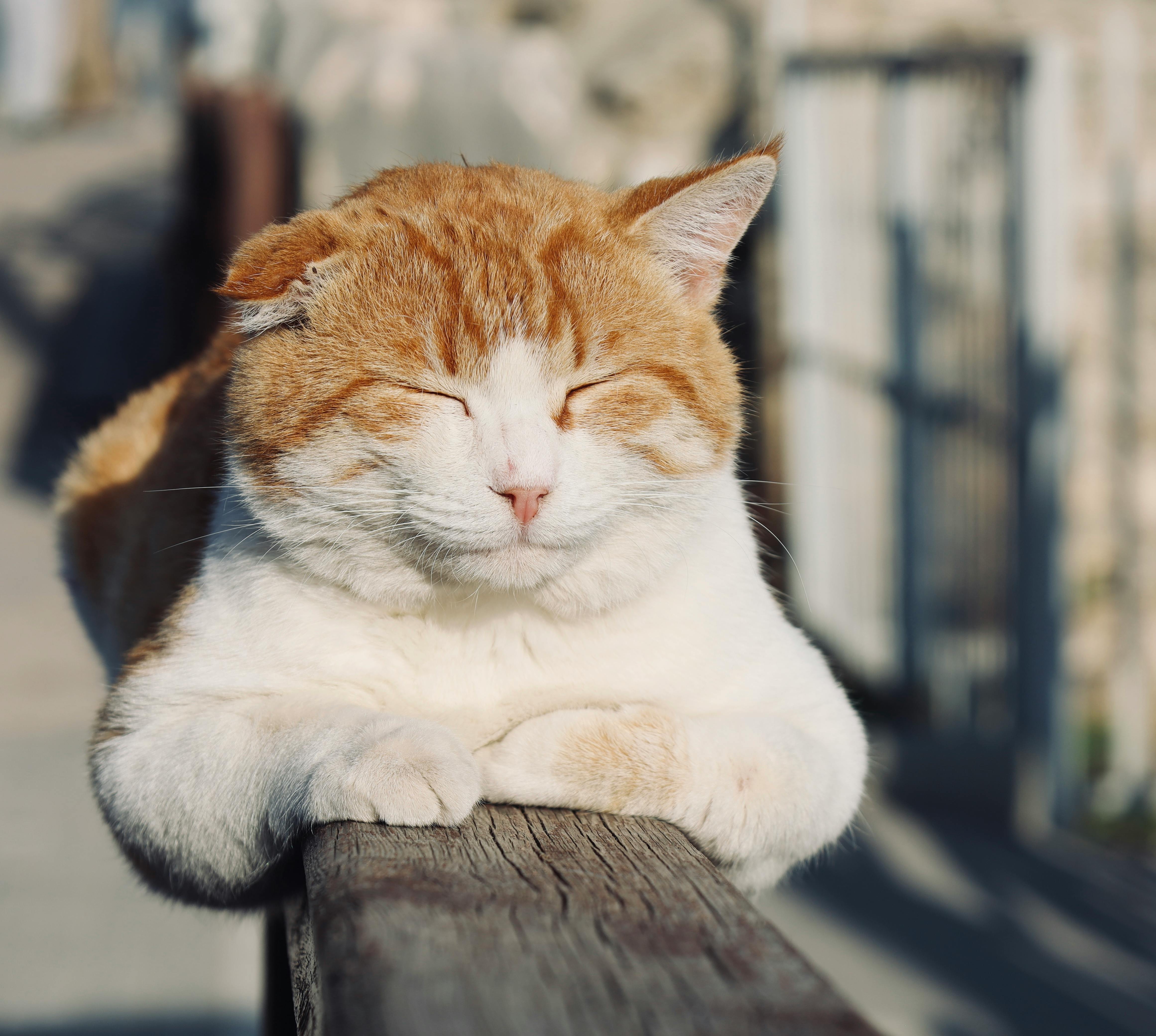 Relaxed Orange and White Cat Basking in Sunlight · Free Stock Photo