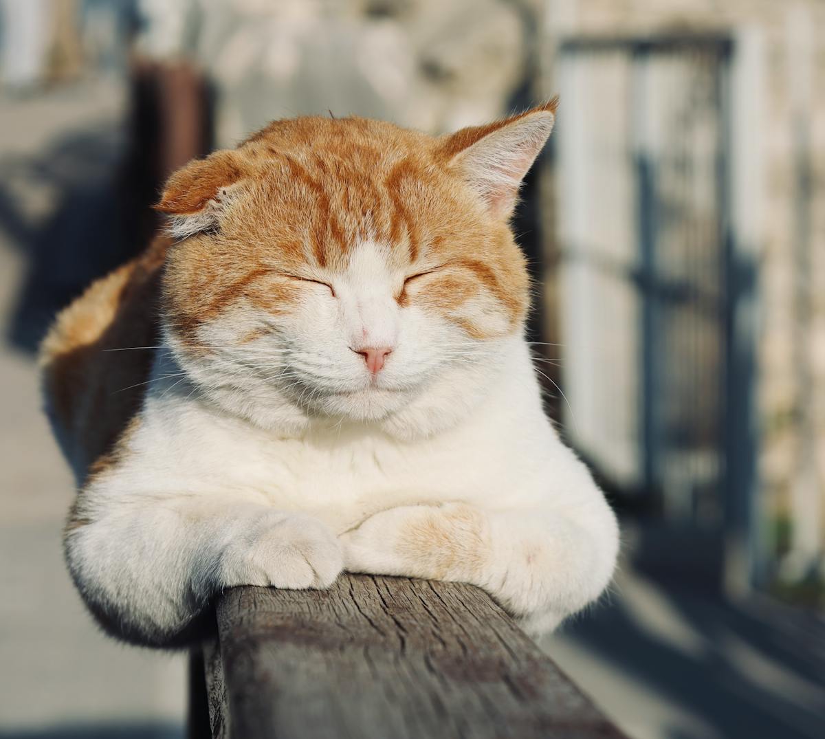 Fat Ass White Girl Photos, Download The BEST Free Fat Ass White Girl ...