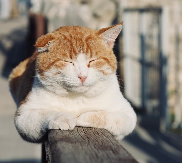 Fat Cat Photos, Download The BEST Free Fat Cat Stock Photos & HD Images