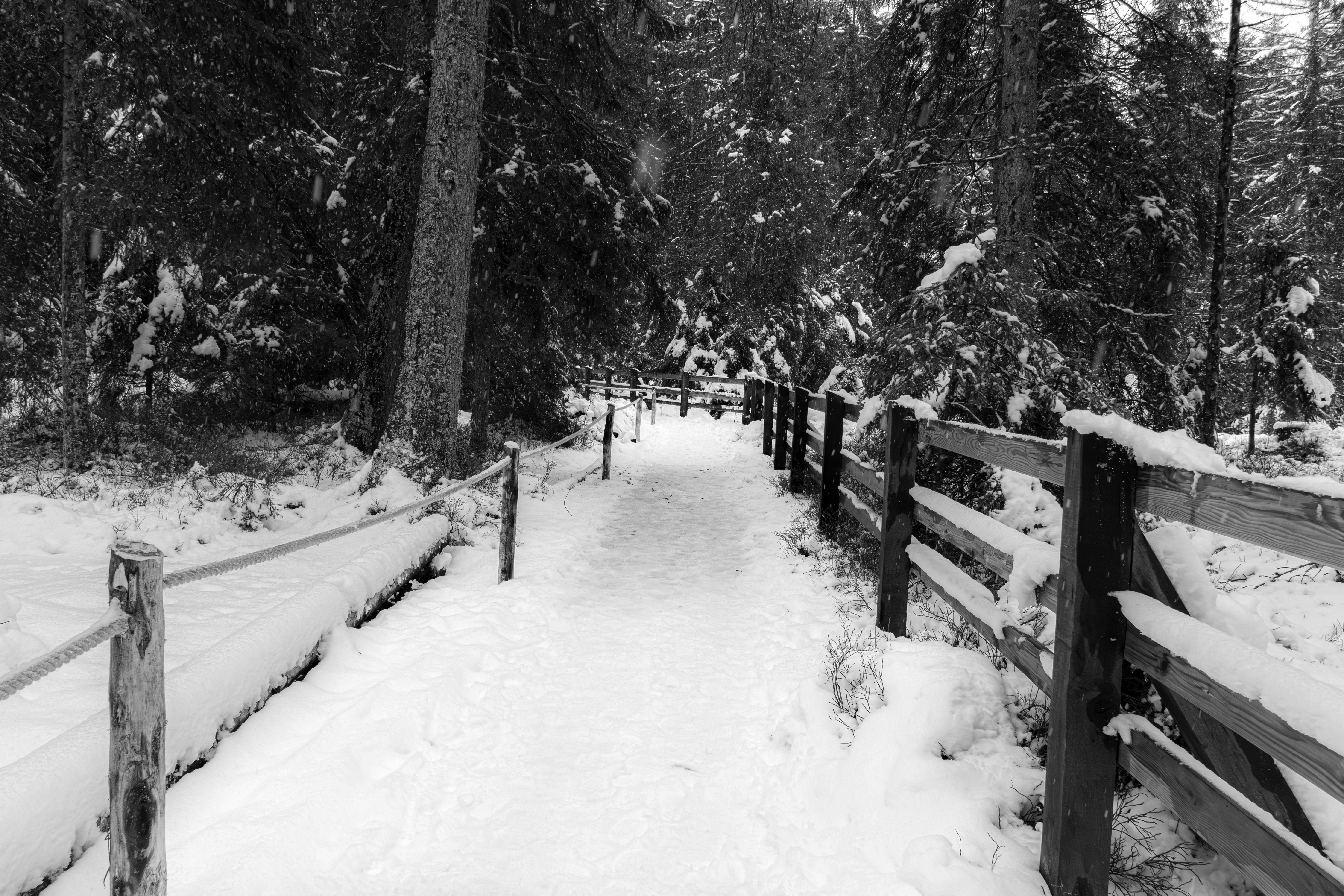 Snowy Path Through Winter Forest in Switzerland · Free Stock Photo