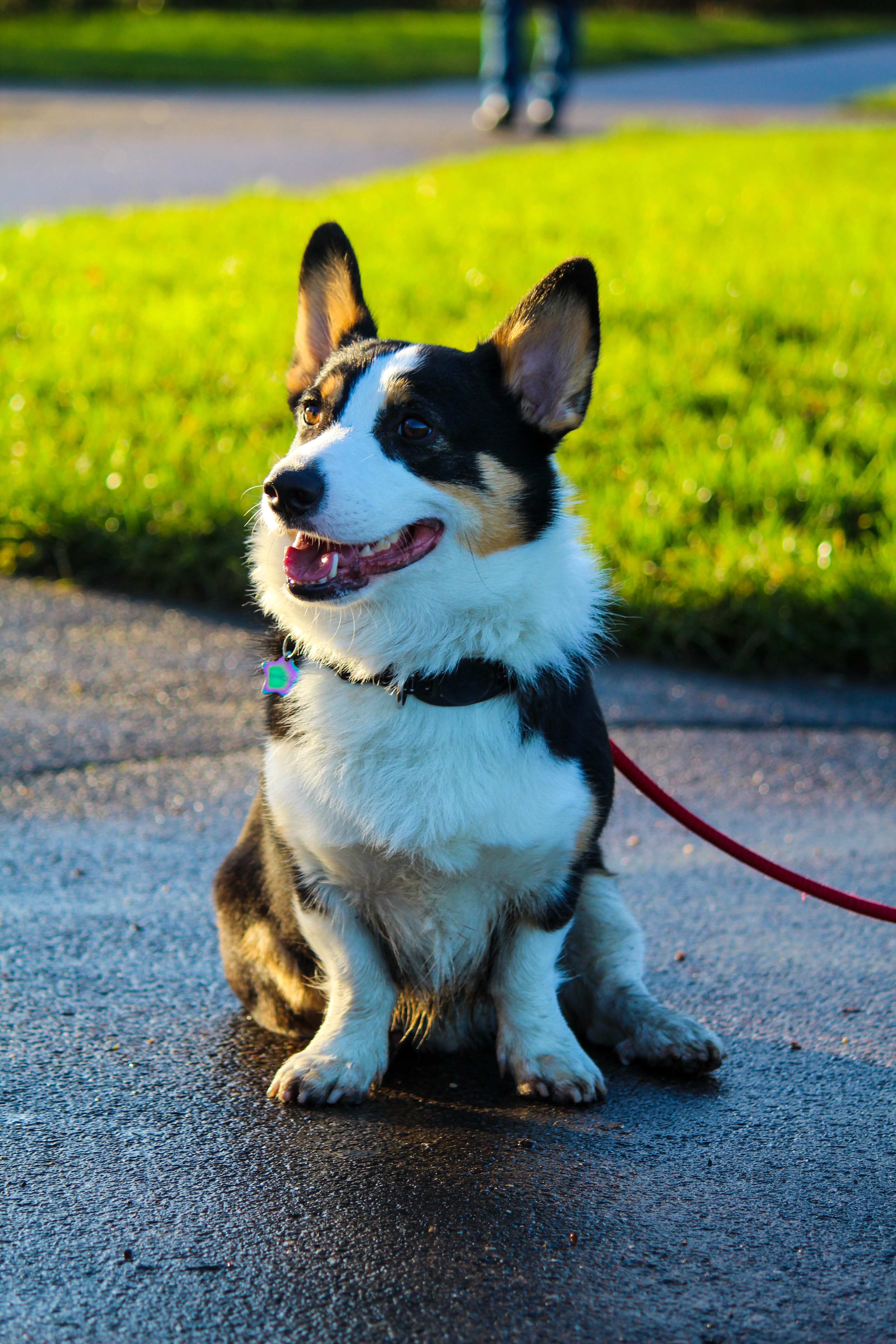 Close-Up Shot of a Corgi Dog Sitting · Free Stock Photo