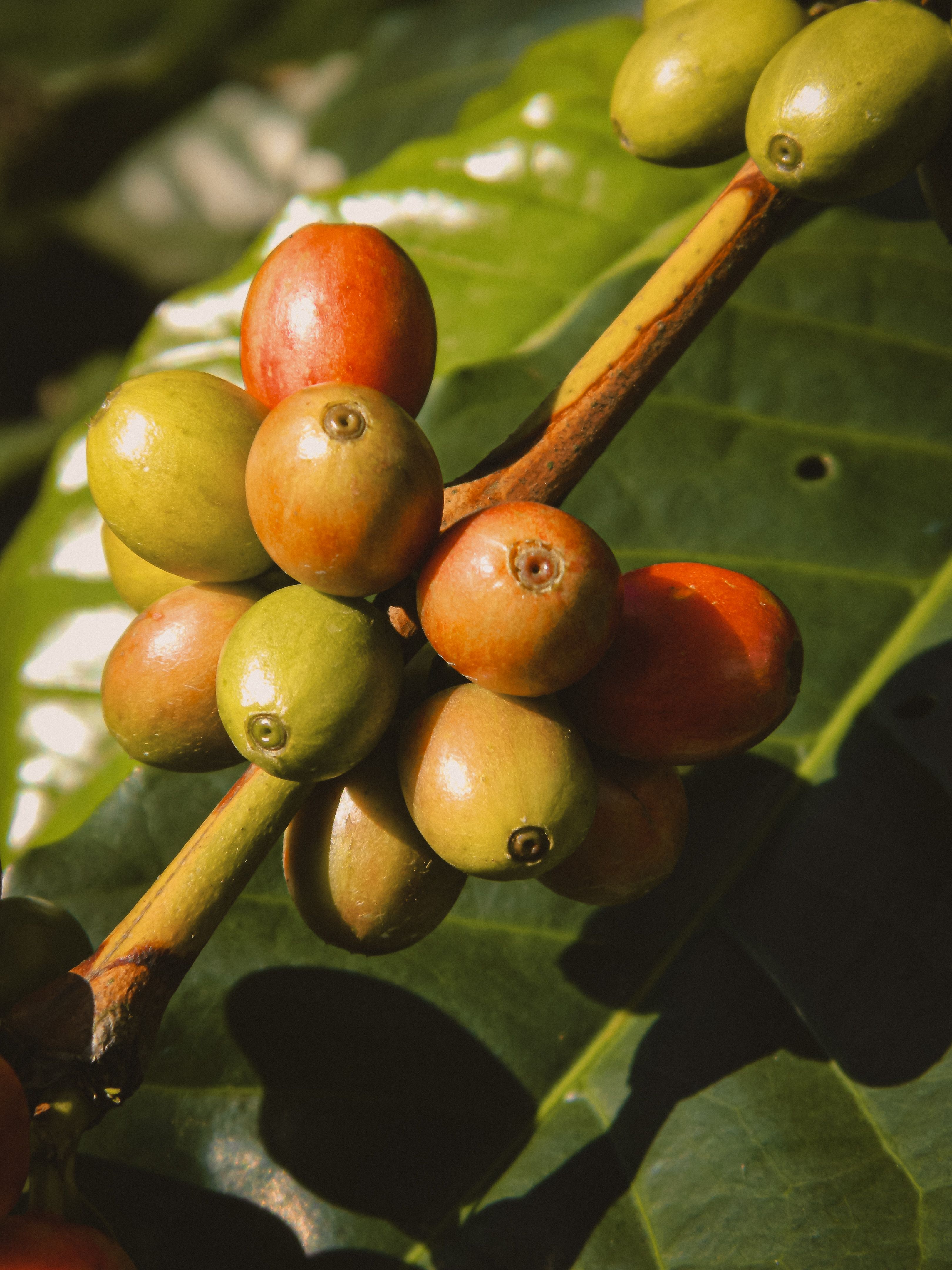 Ripe Coffee Cherries on Branch · Free Stock Photo
