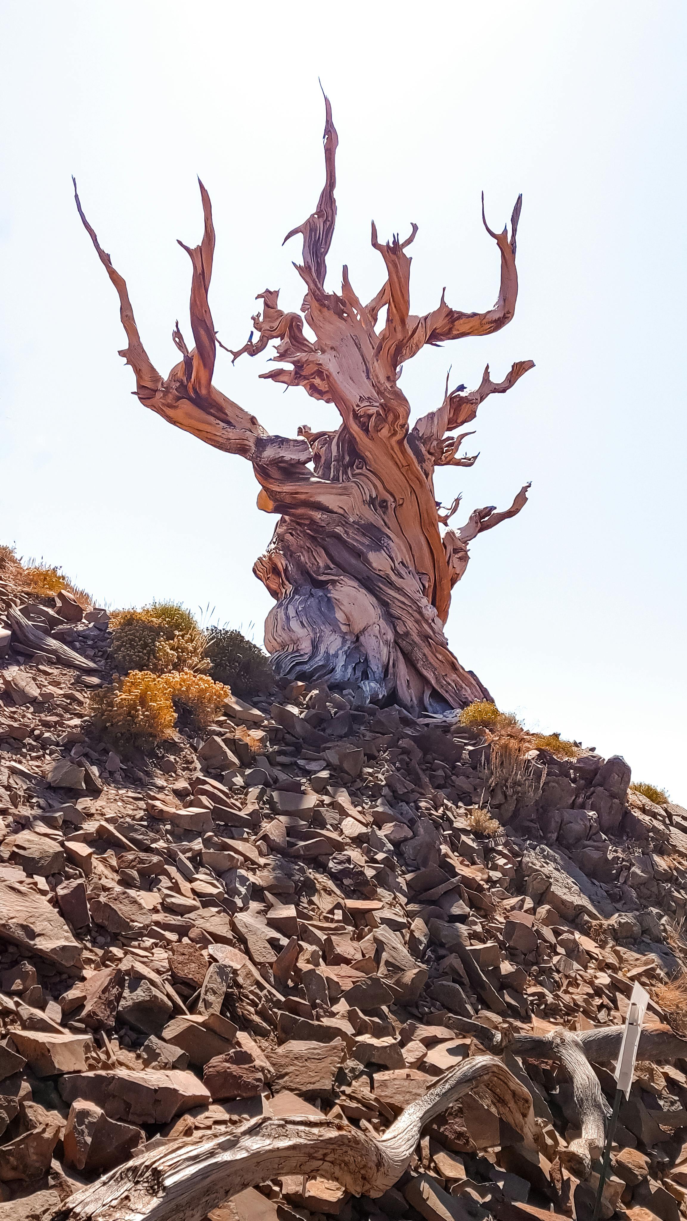 Ancient Bristlecone Pine on Rocky Slope · Free Stock Photo