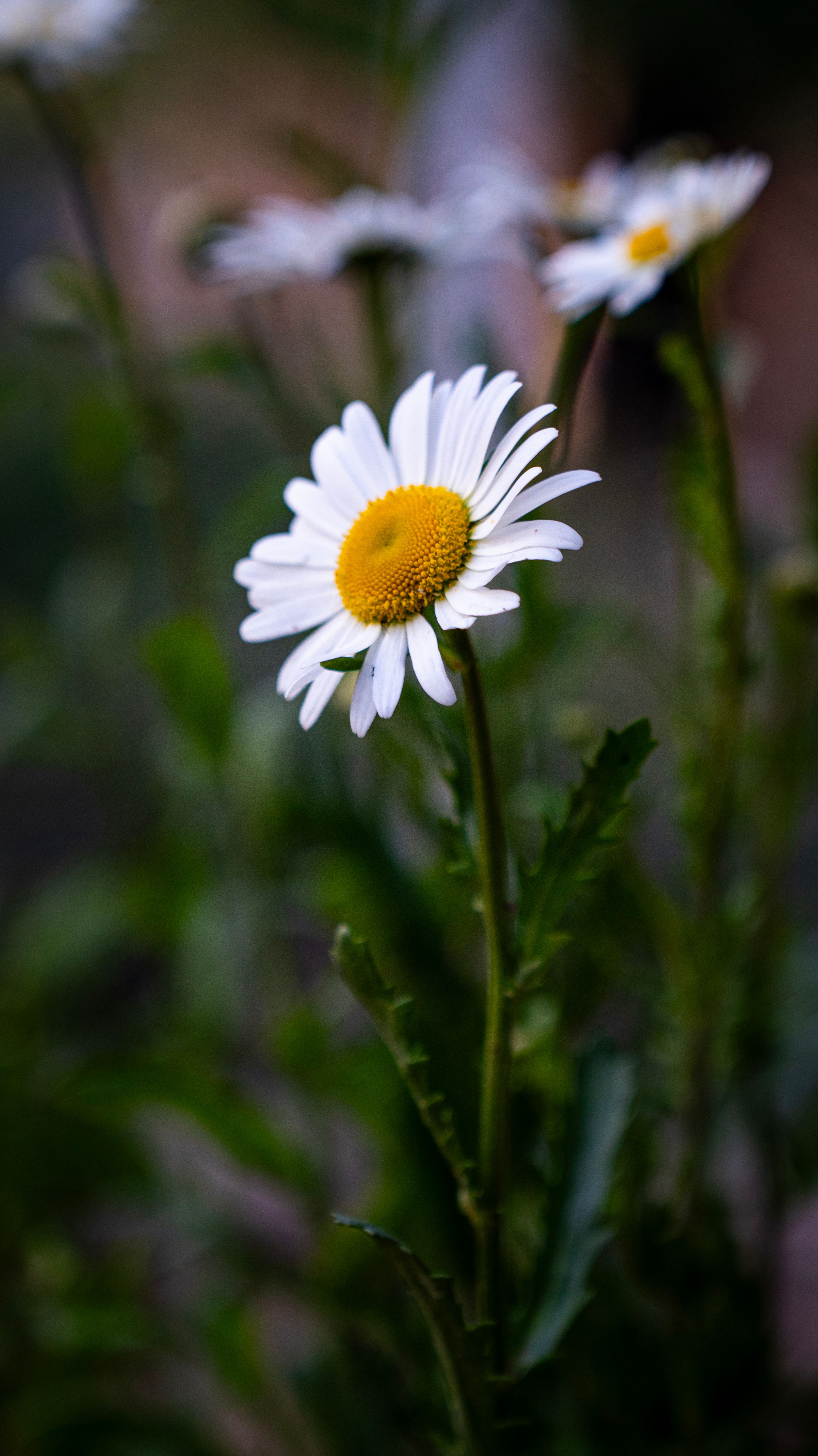 Close-Up of Beautiful White Daisy Flower · Free Stock Photo