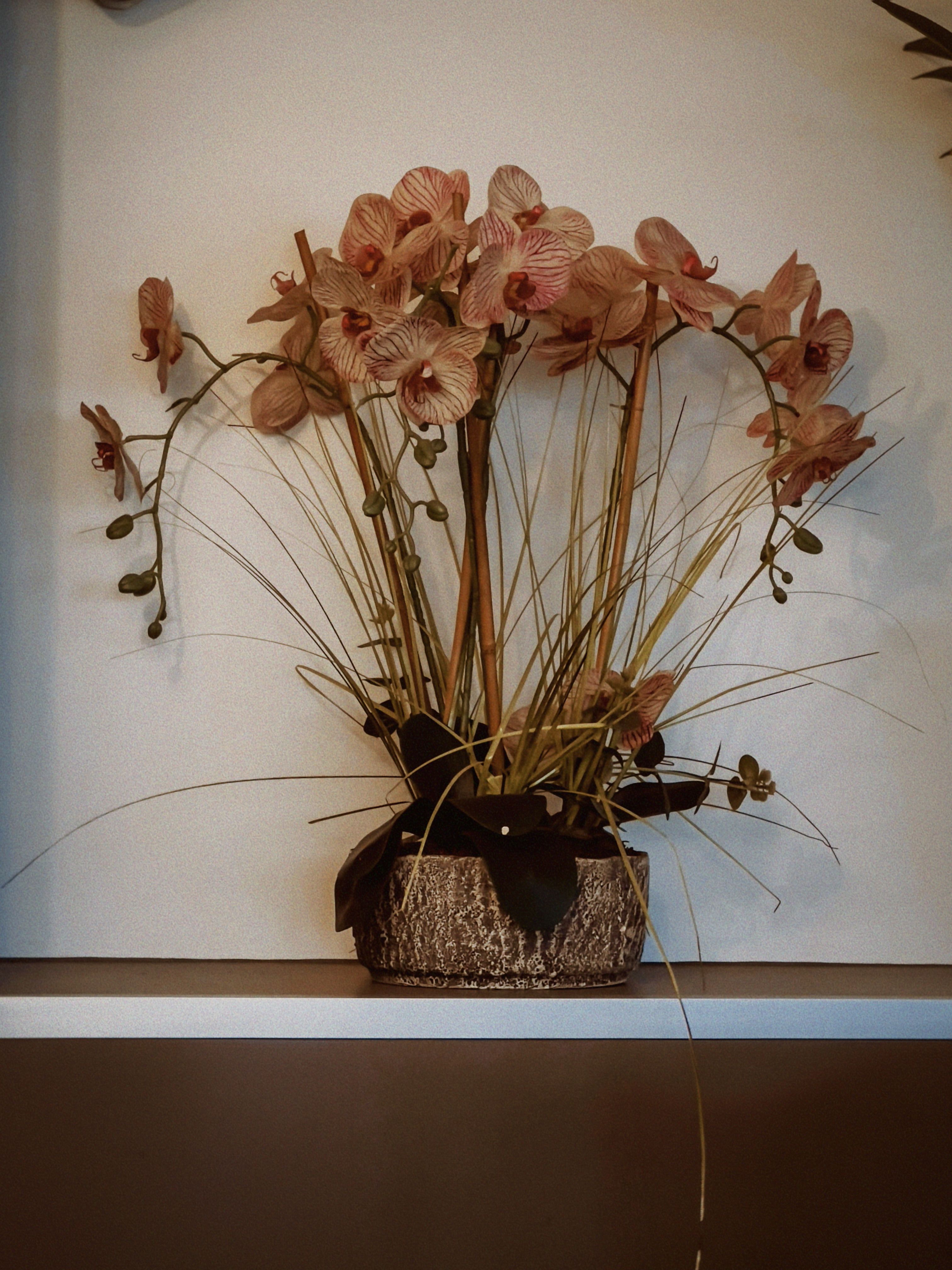 Elegant Orchid Arrangement in Rustic Pot · Free Stock Photo