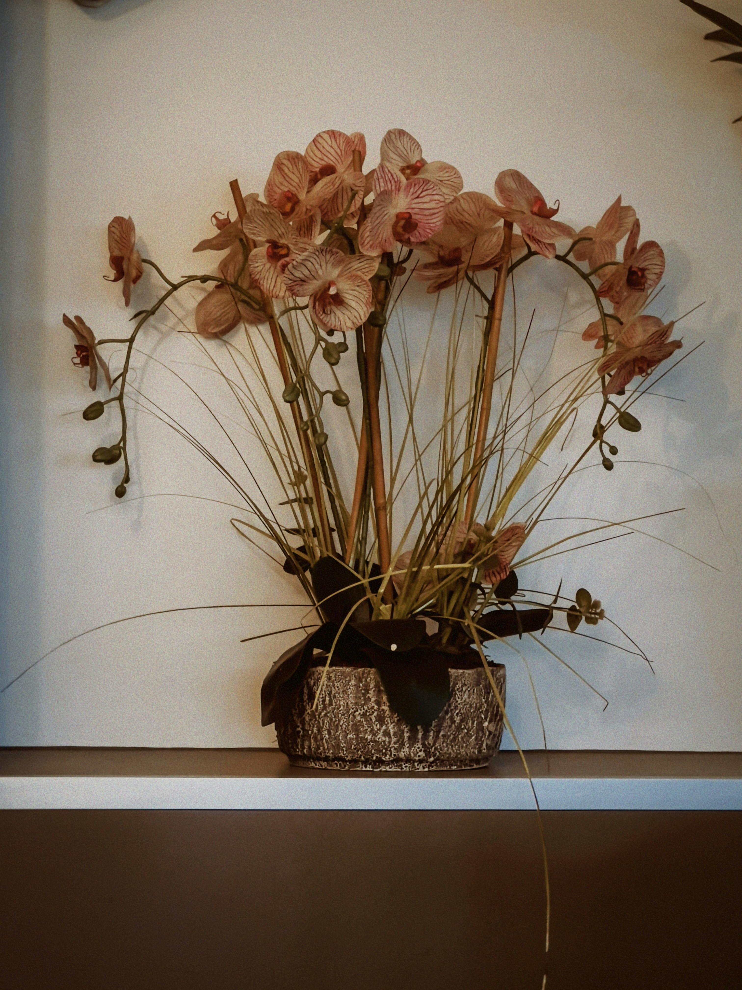 Elegant Orchid Arrangement in Rustic Pot · Free Stock Photo