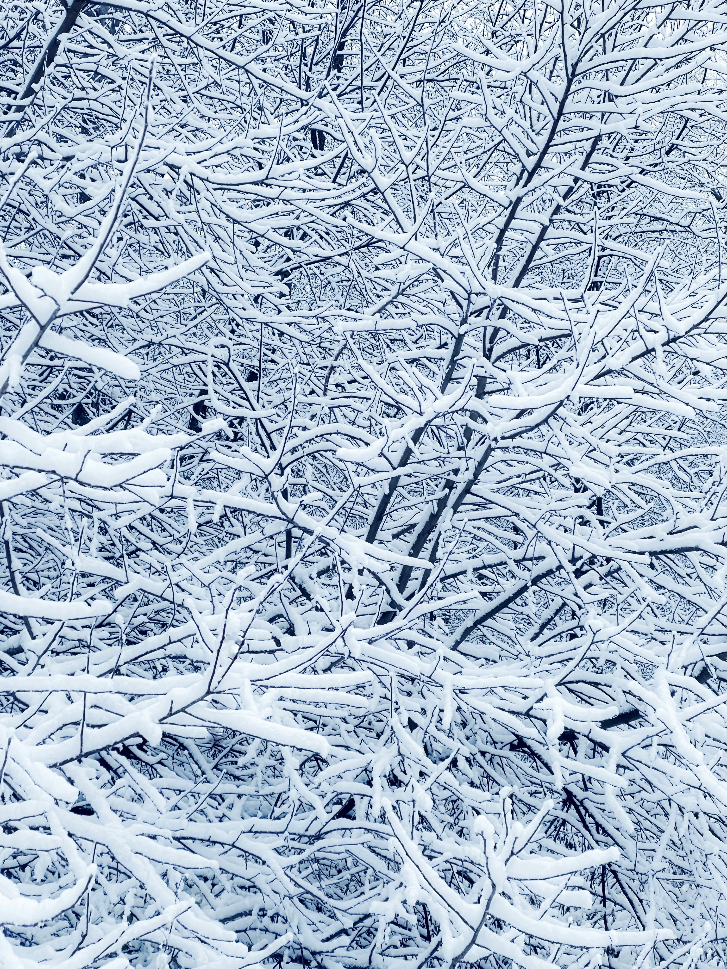 Snow-Covered Tree Branches in Winter Scene · Free Stock Photo