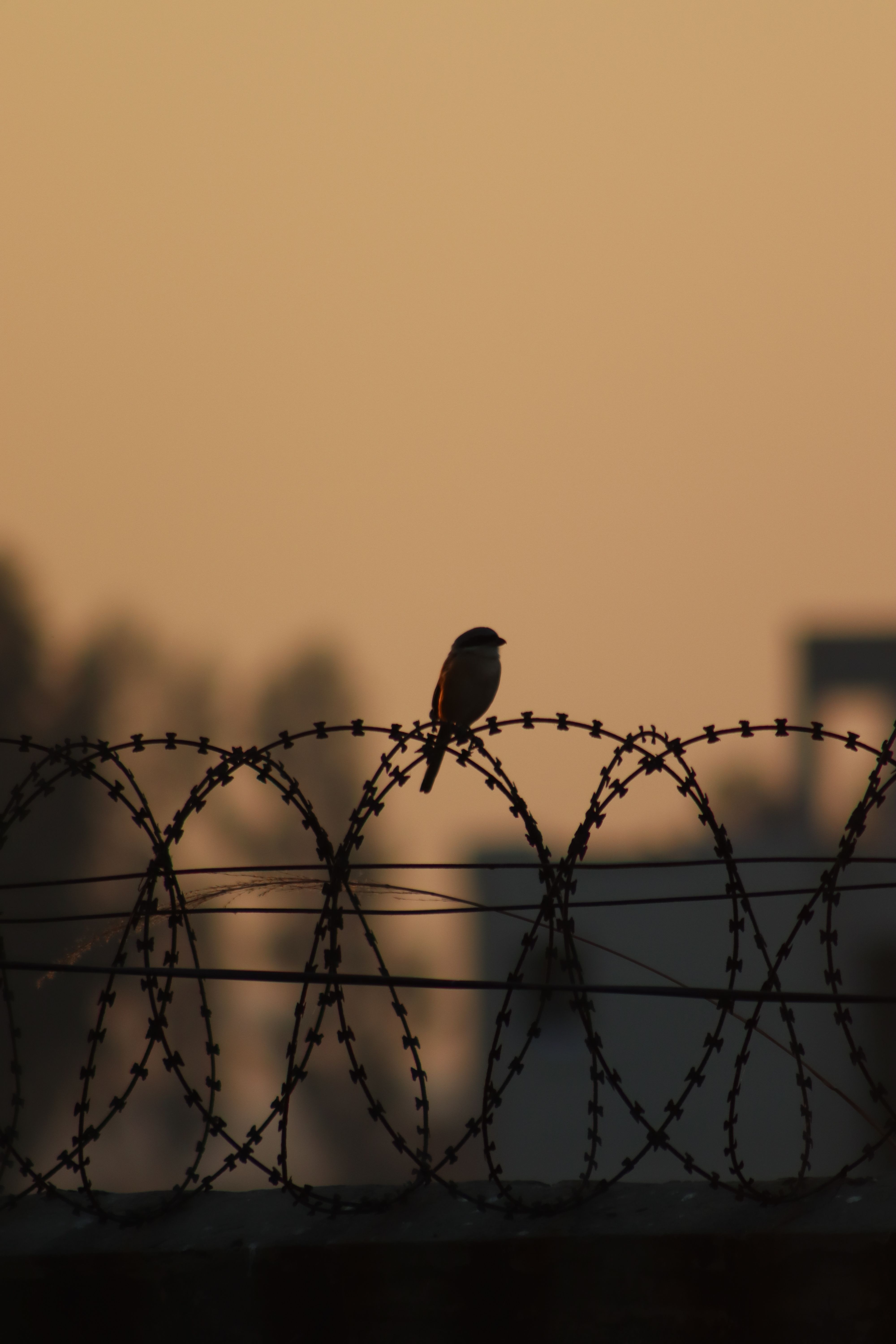 Bird on Barbed Wire at Sunset in Lahore · Free Stock Photo