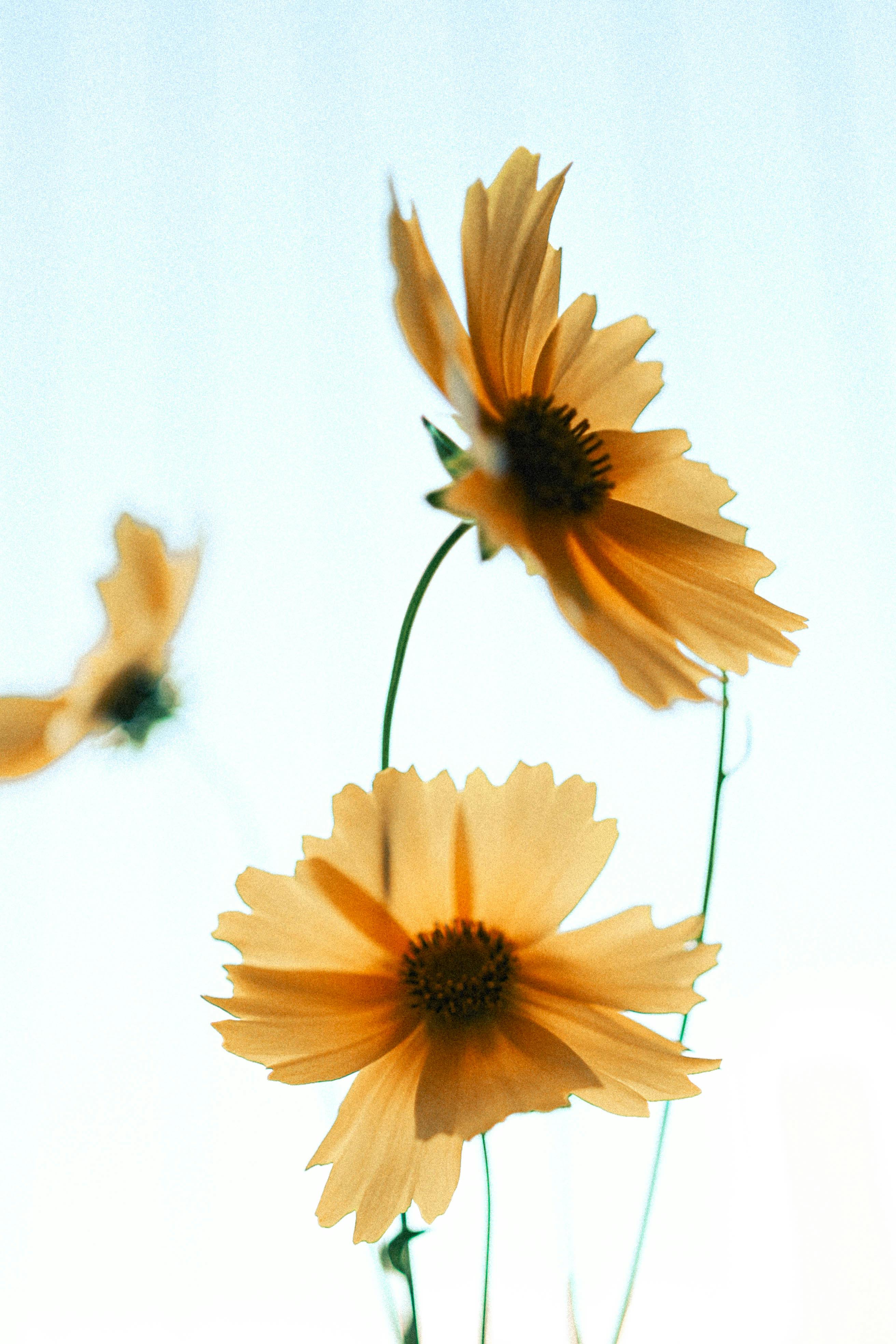 Vibrant Summer Flowers Against Blue Sky · Free Stock Photo