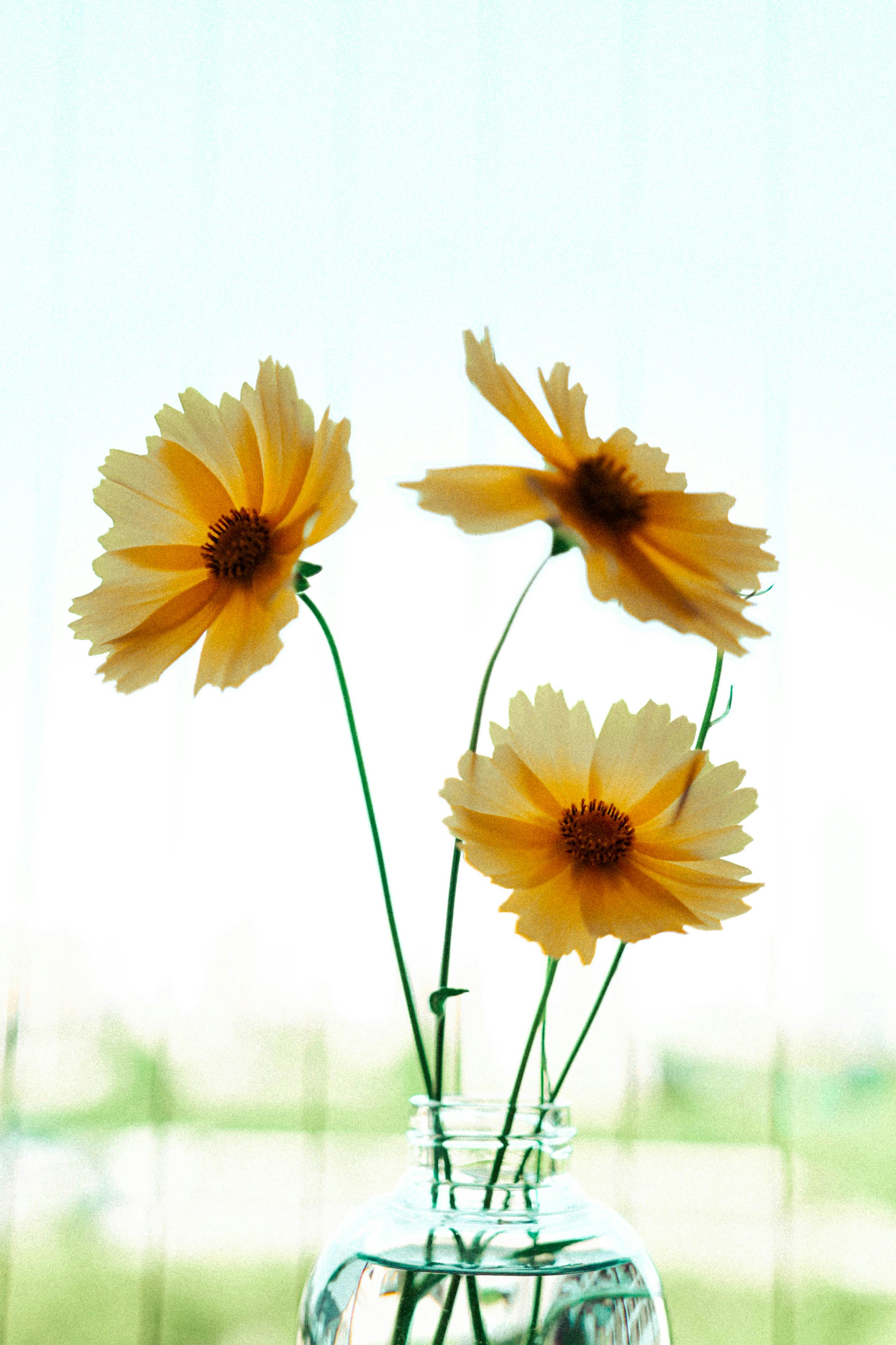 Vibrant Yellow Flowers in Glass Vase · Free Stock Photo