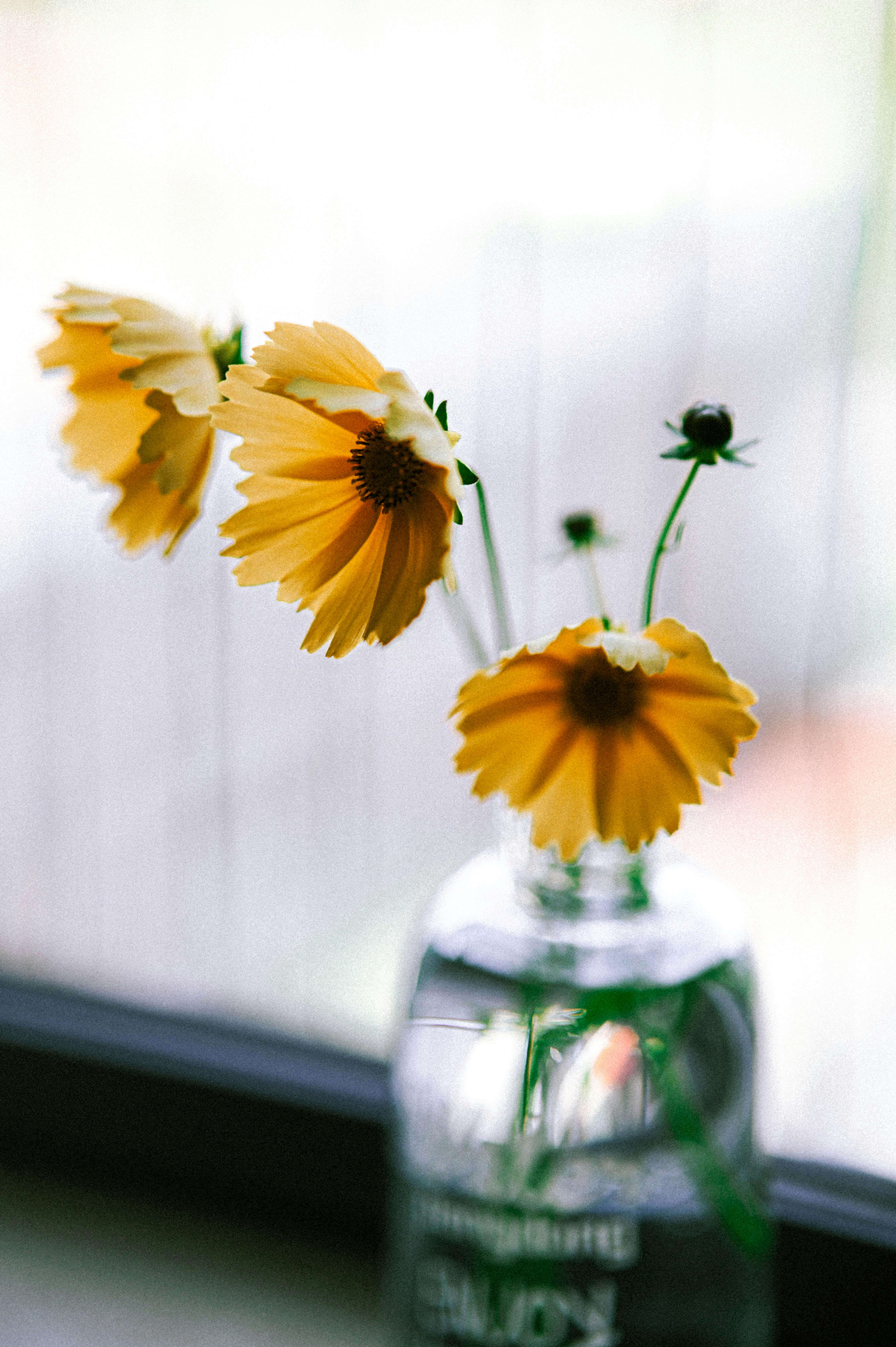 Vibrant Yellow Flowers in a Glass Vase · Free Stock Photo