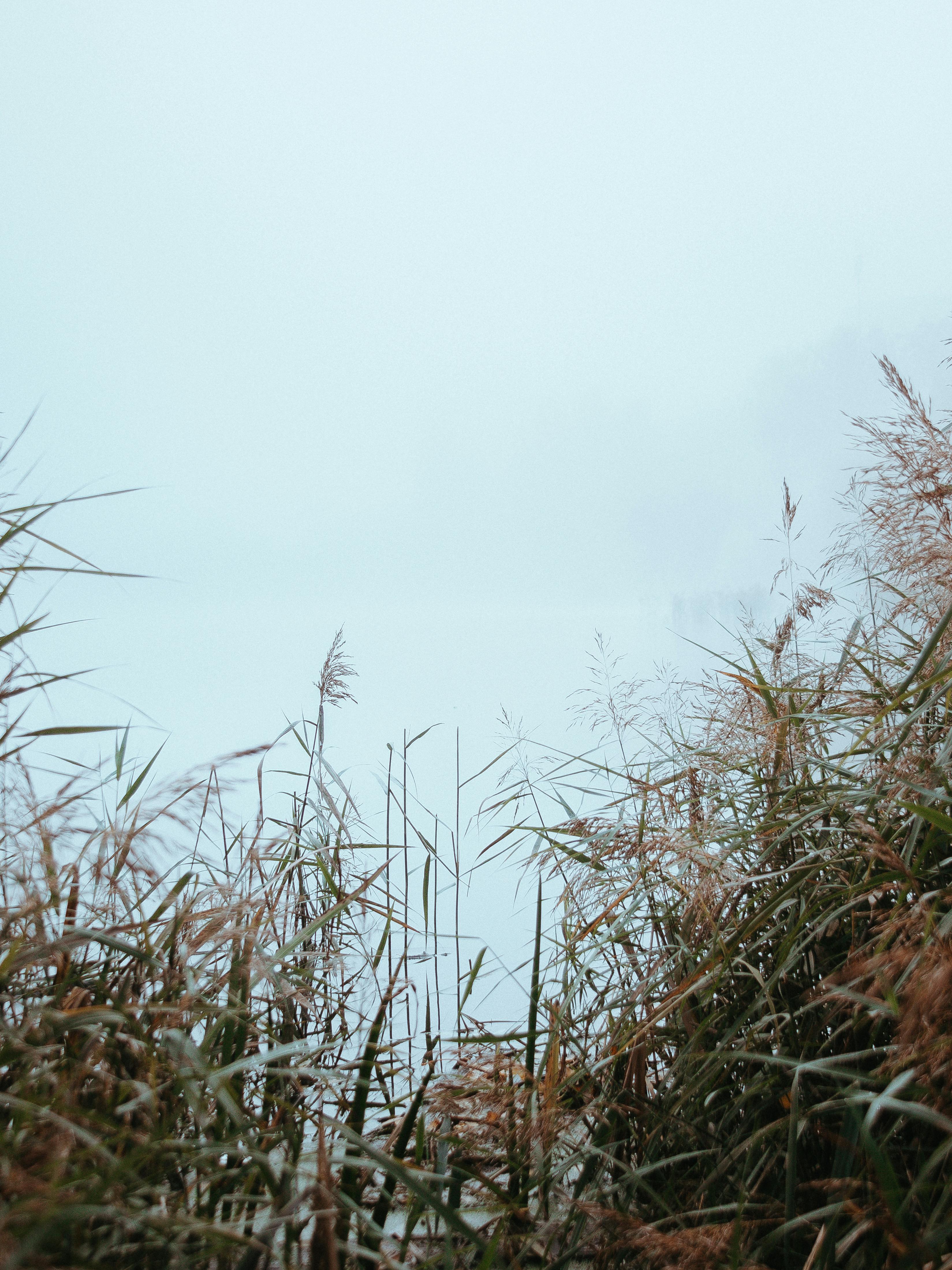 Serene Misty Landscape with Reeds at Lakeside · Free Stock Photo