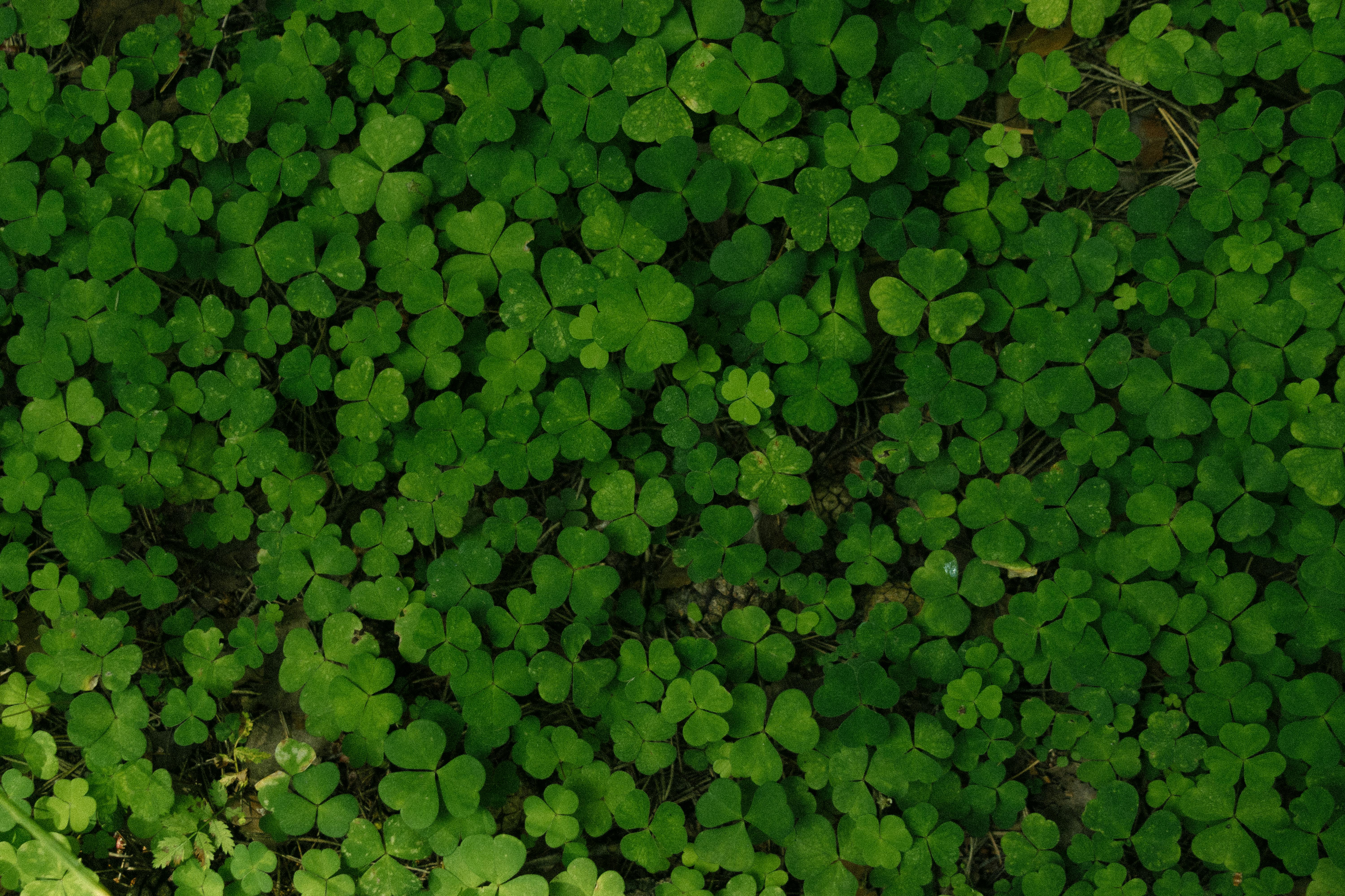 Top View Photo of Clover Leaves · Free Stock Photo