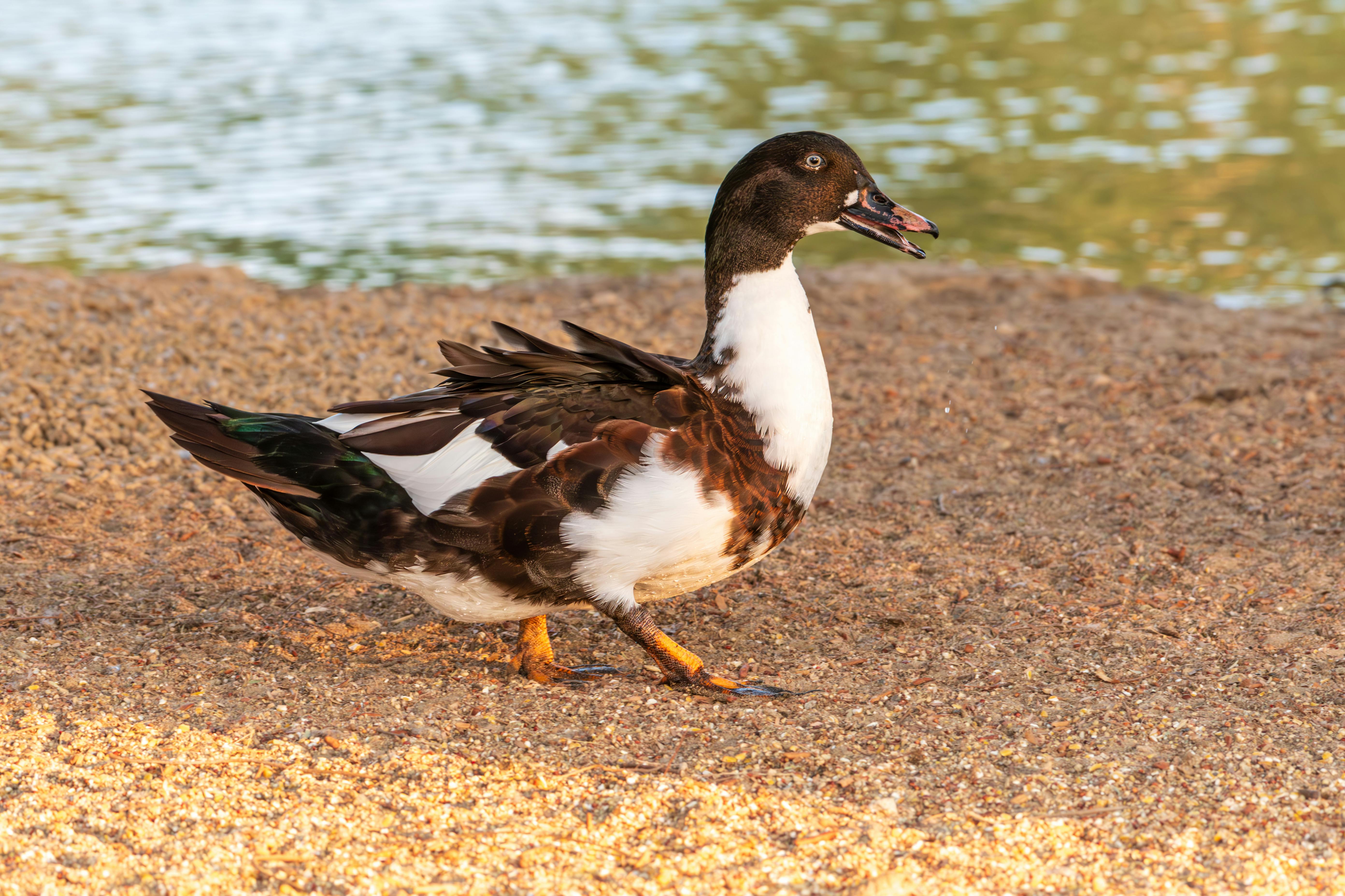 Pato Caminando Por Una Orilla Arenosa Junto Al Borde Del Agua · Foto de ...