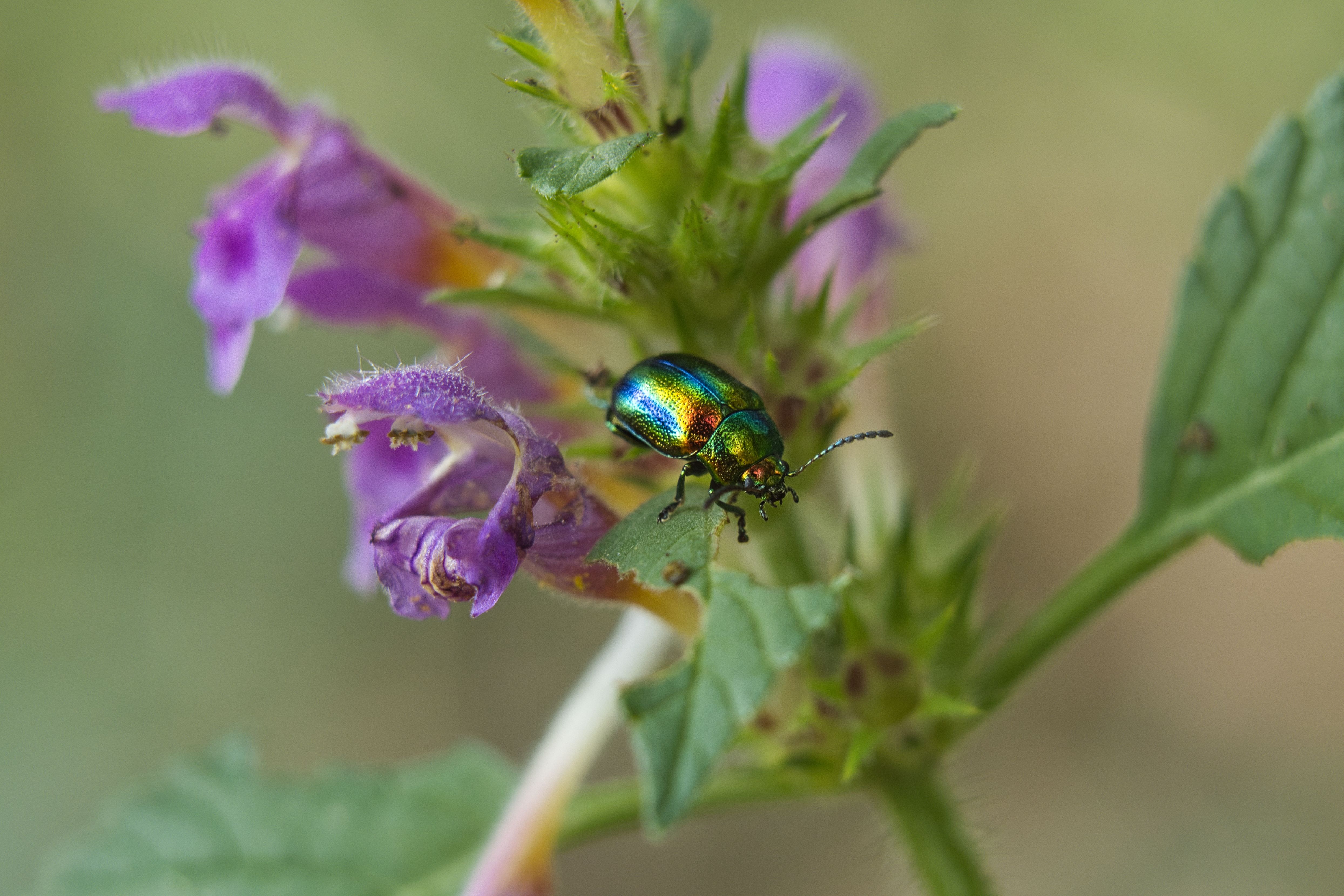 Macro Shot of Iridescent Beetle on Purple Flower · Free Stock Photo
