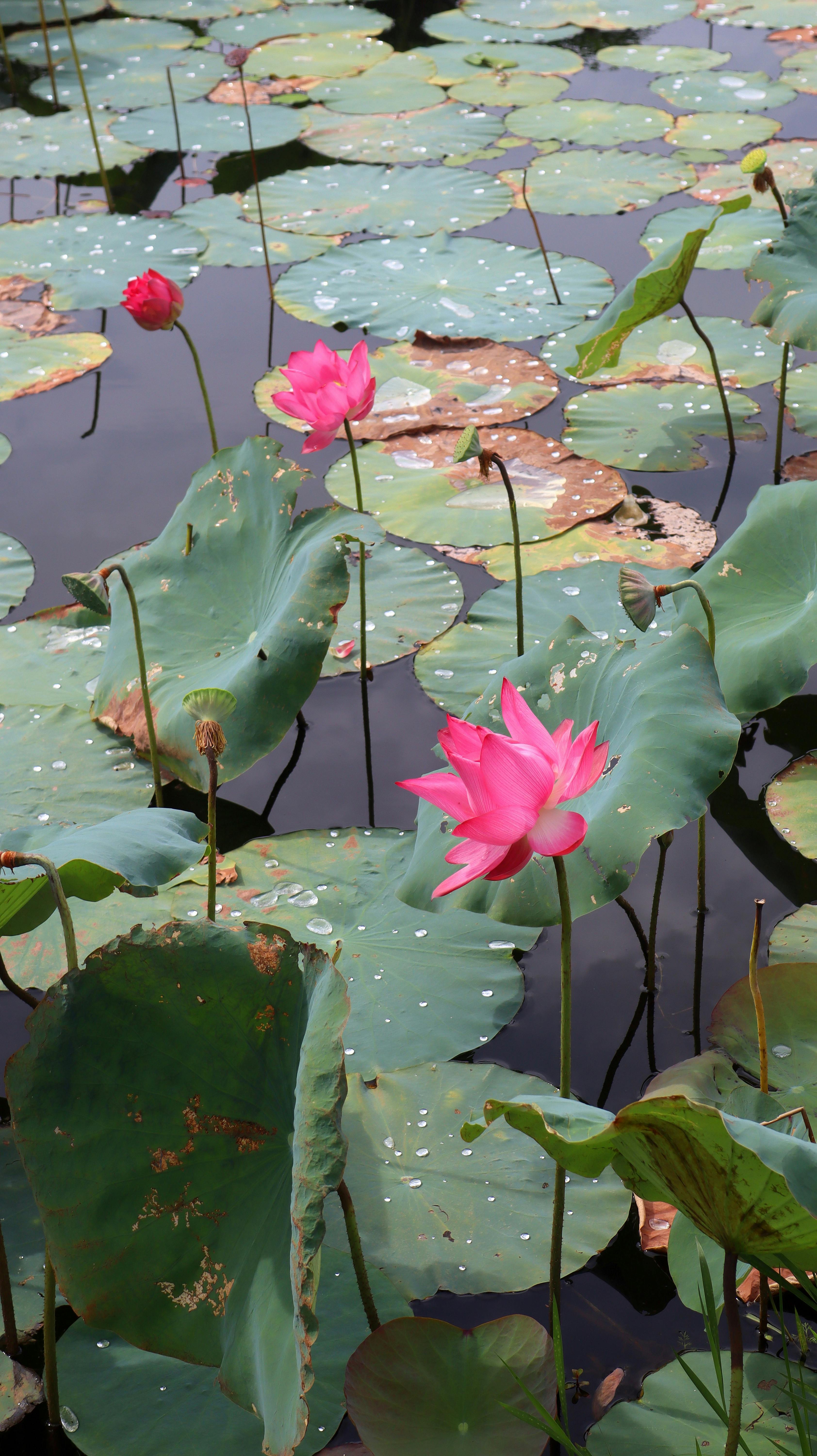 Vibrant Lotus Flowers on Serene Pond in Vietnam · Free Stock Photo