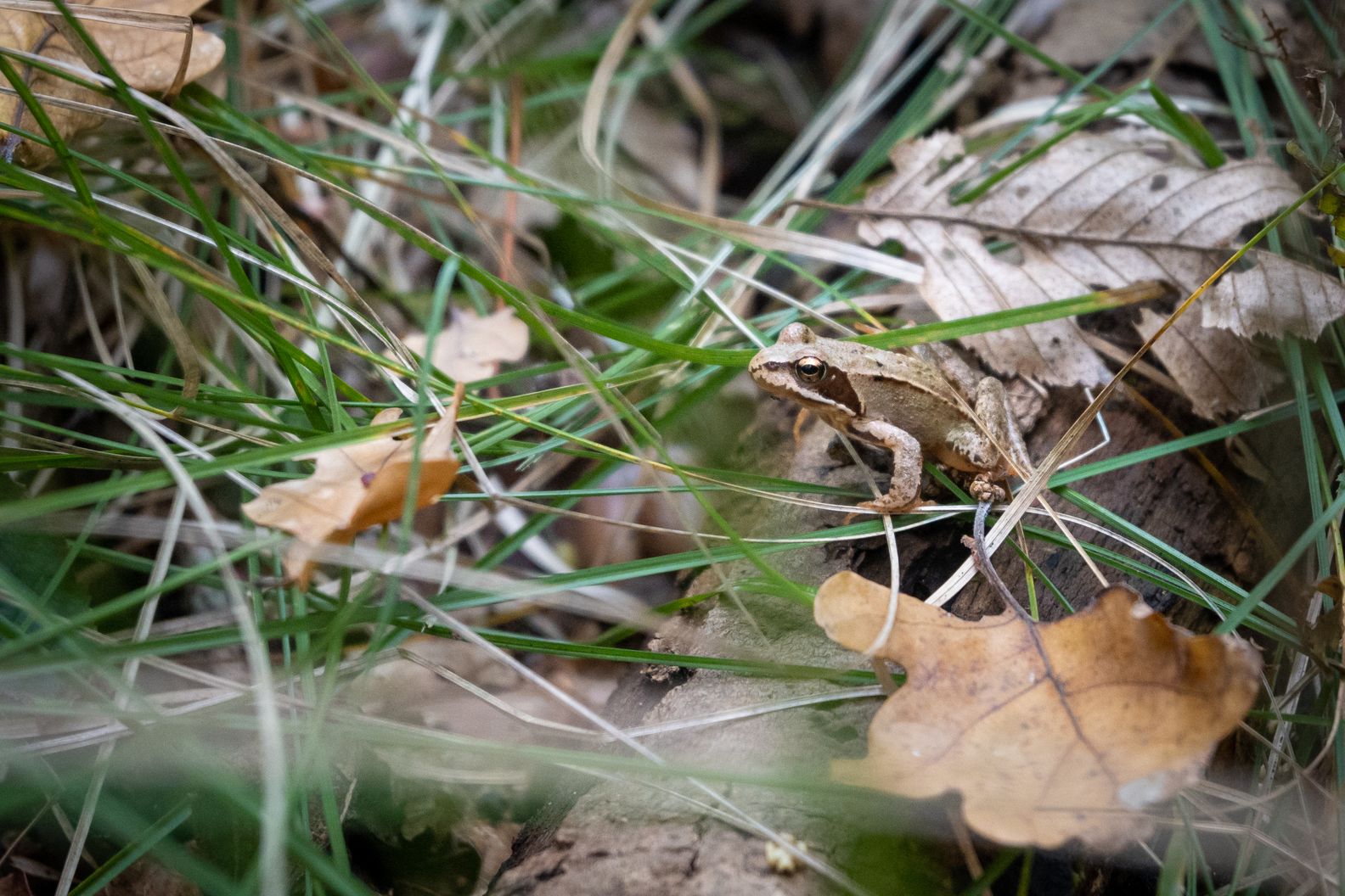 Frogs in China: Habitat, Species, and Conservation Efforts
