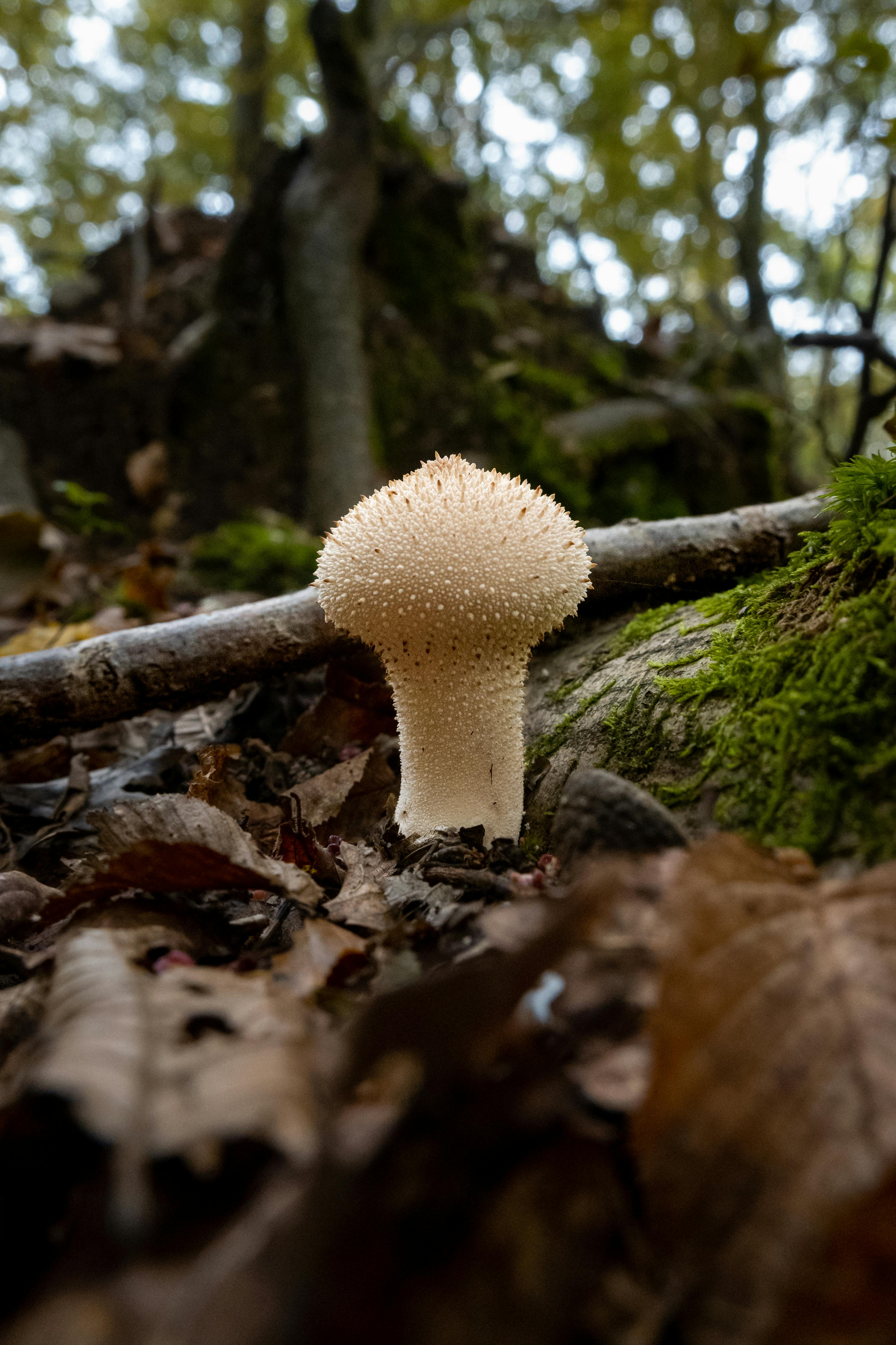 Close-up of Spiky Puffball Mushroom in Forest · Free Stock Photo