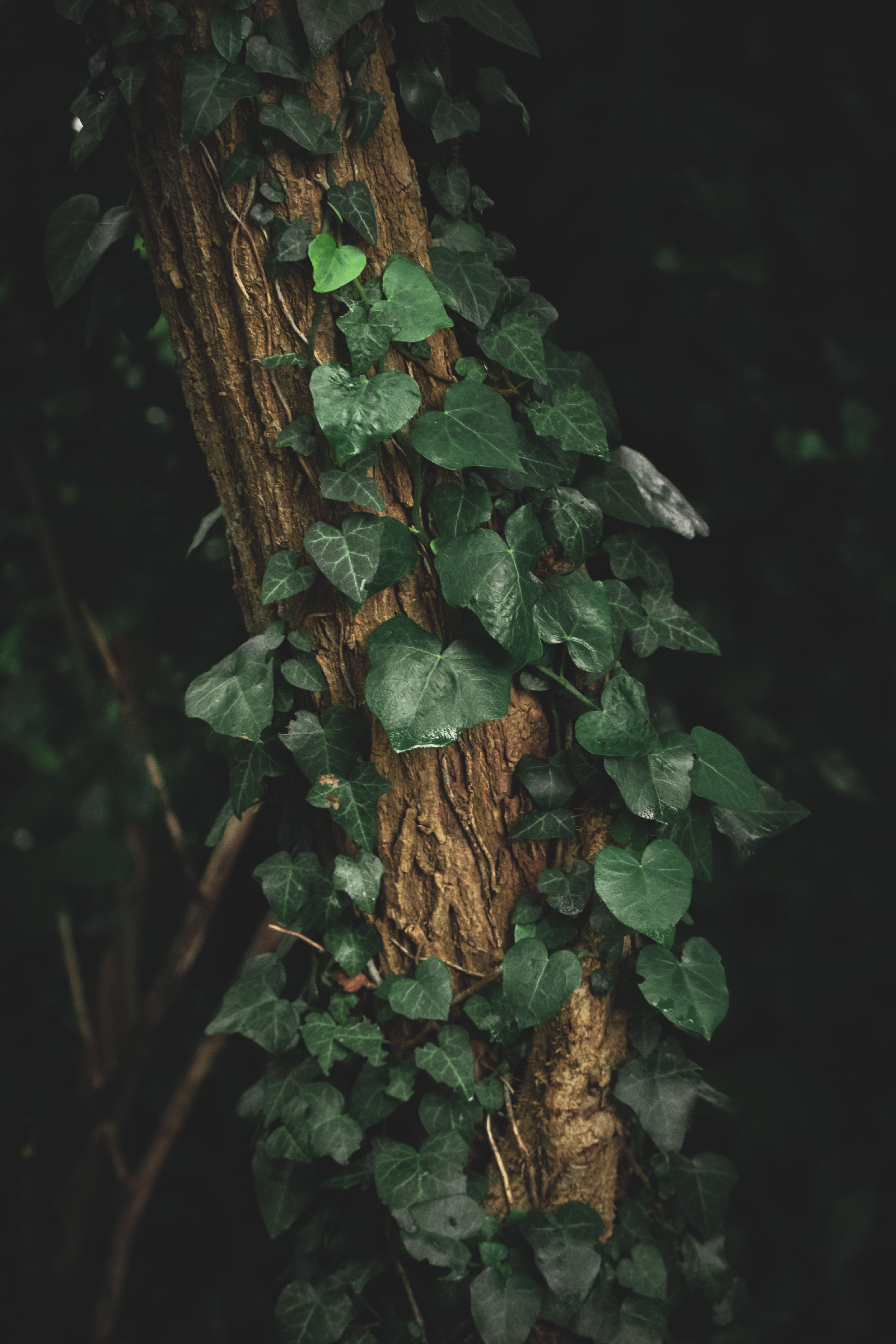 Enredadera De Hiedra Exuberante Que Cubre Un árbol En El Bosque · Foto ...